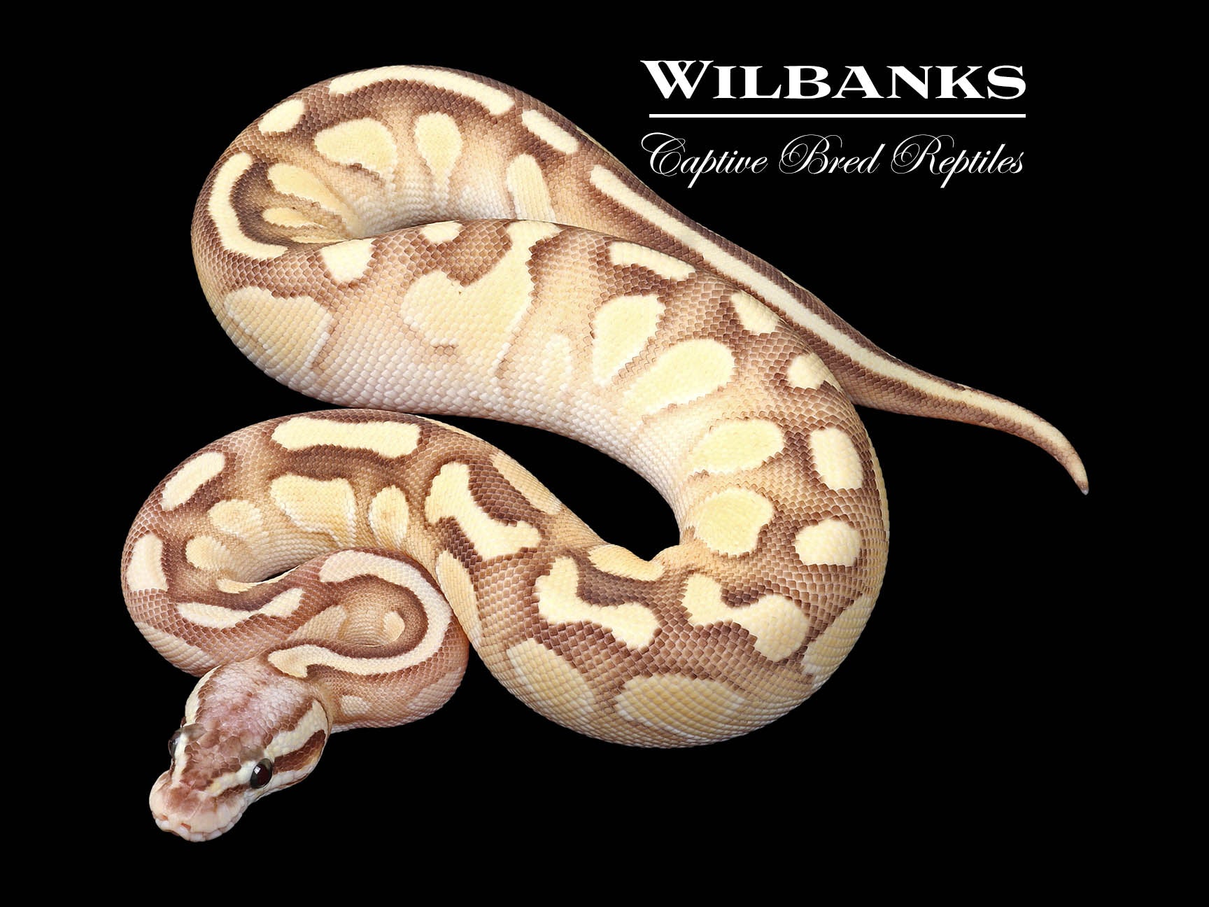 ButterFly Ball Python ♀ '24 – Wilbanks Captive Bred Reptiles