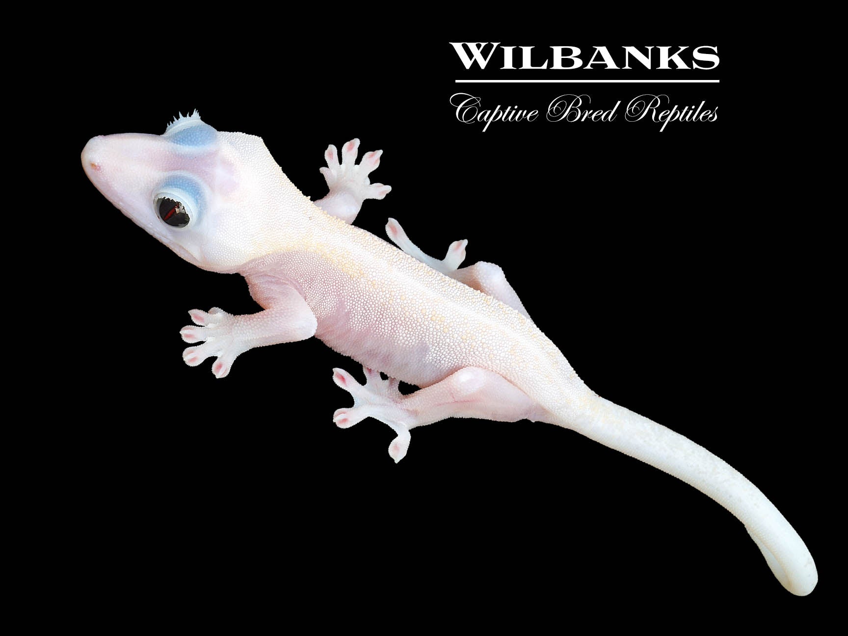 Super Fire aka Black Eyed Leucistic Crested Gecko ♂ '25 – Wilbanks ...