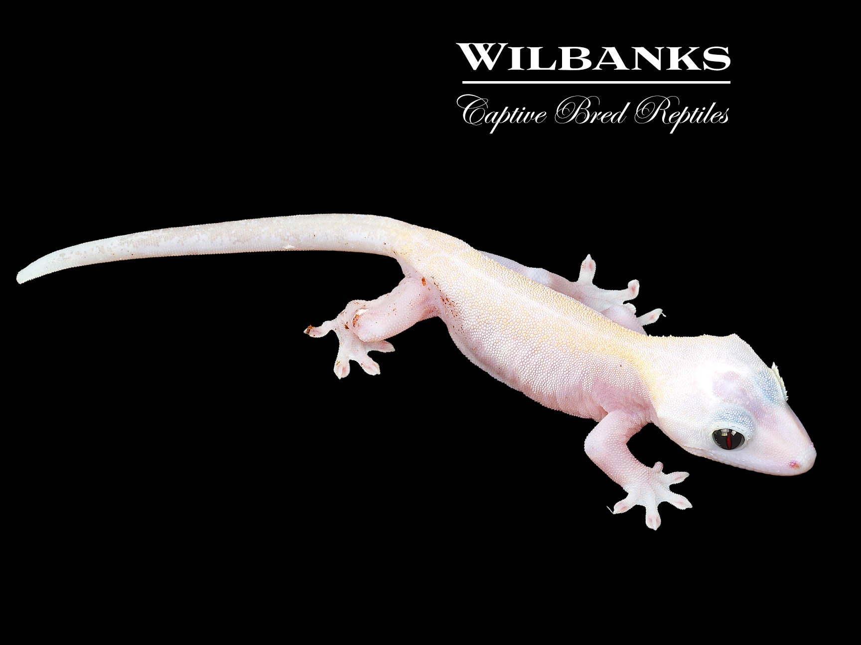Super Fire aka Black Eyed Leucistic Crested Gecko ♂ '25 – Wilbanks ...