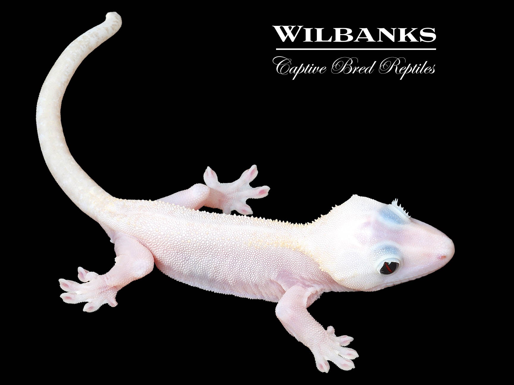 Super Fire aka Black Eyed Leucistic Crested Gecko ♂ '25 – Wilbanks ...