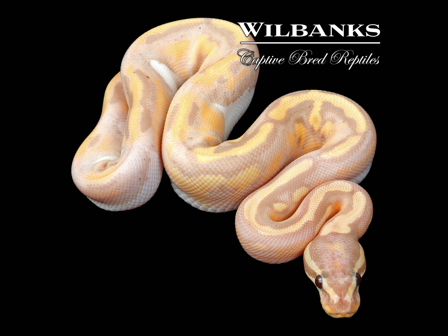 Banana Pied Ball Python ♂ '25 – Wilbanks Captive Bred Reptiles