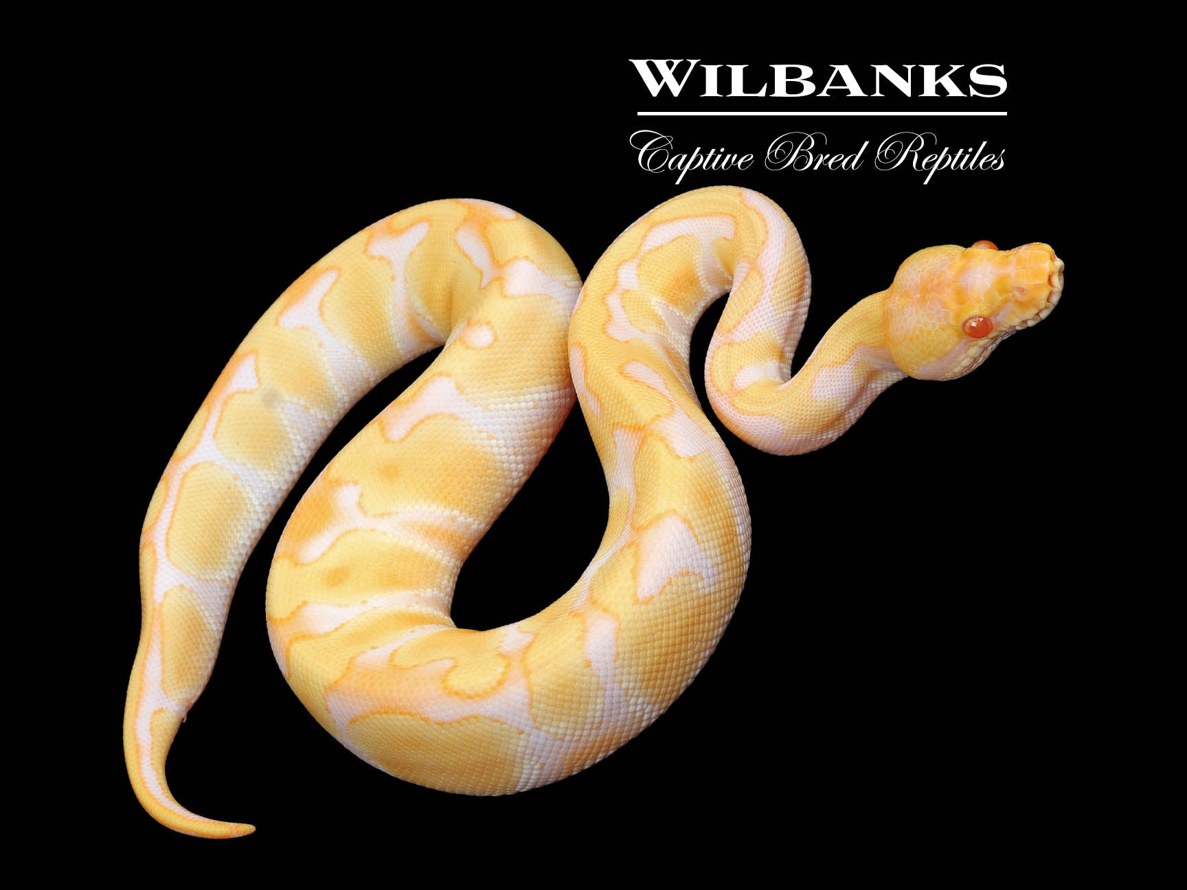 Albino Enchi Ball Python ♀ '25 – Wilbanks Captive Bred Reptiles