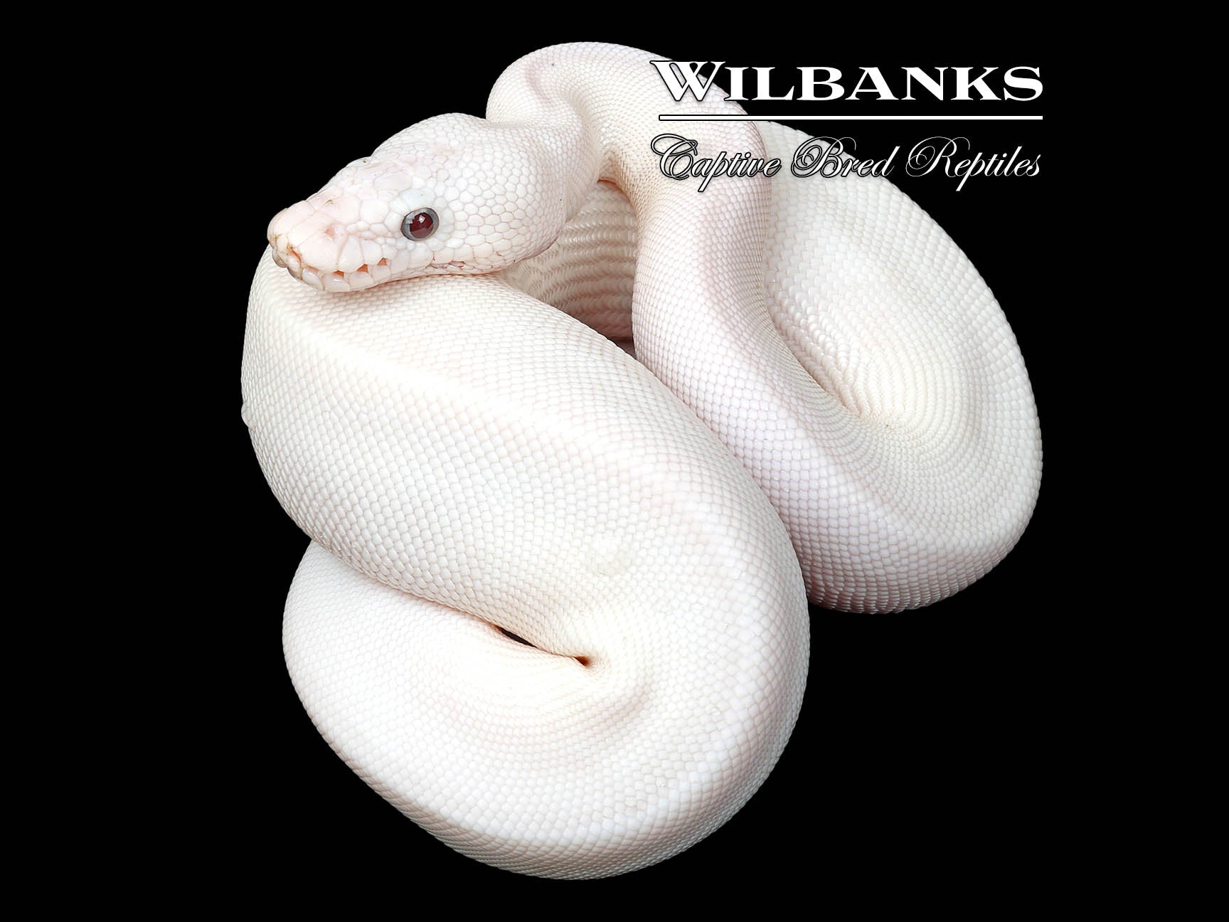 Blue Eyed Leucistic (Mojave Butter) Ball Python ♀ '25 – Wilbanks ...