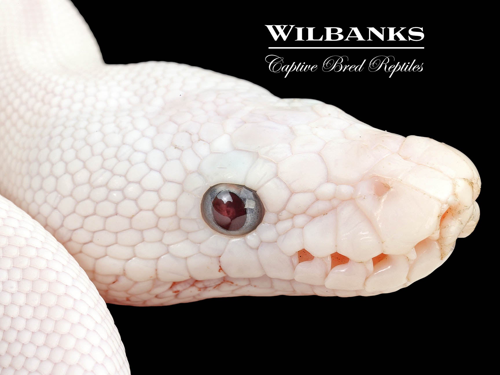 Blue Eyed Leucistic (Mojave Butter) Ball Python ♀ '25 – Wilbanks ...