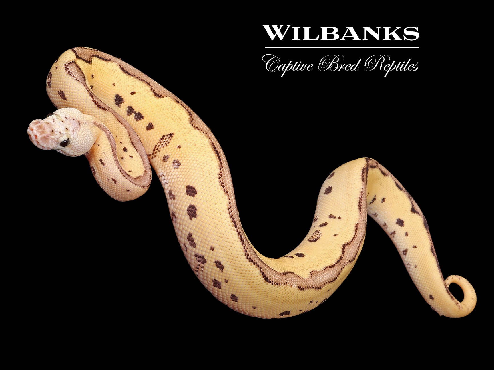 FireFly Leopard Clown Ball Python ♂ '25 – Wilbanks Captive Bred Reptiles
