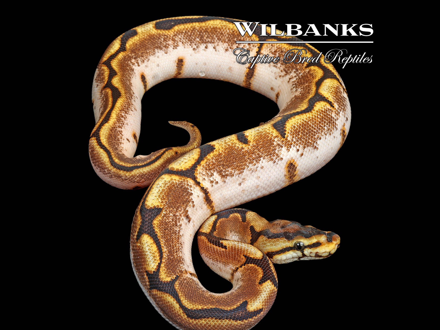 Sugar Spider Ball Python ♀ '25 – Wilbanks Captive Bred Reptiles