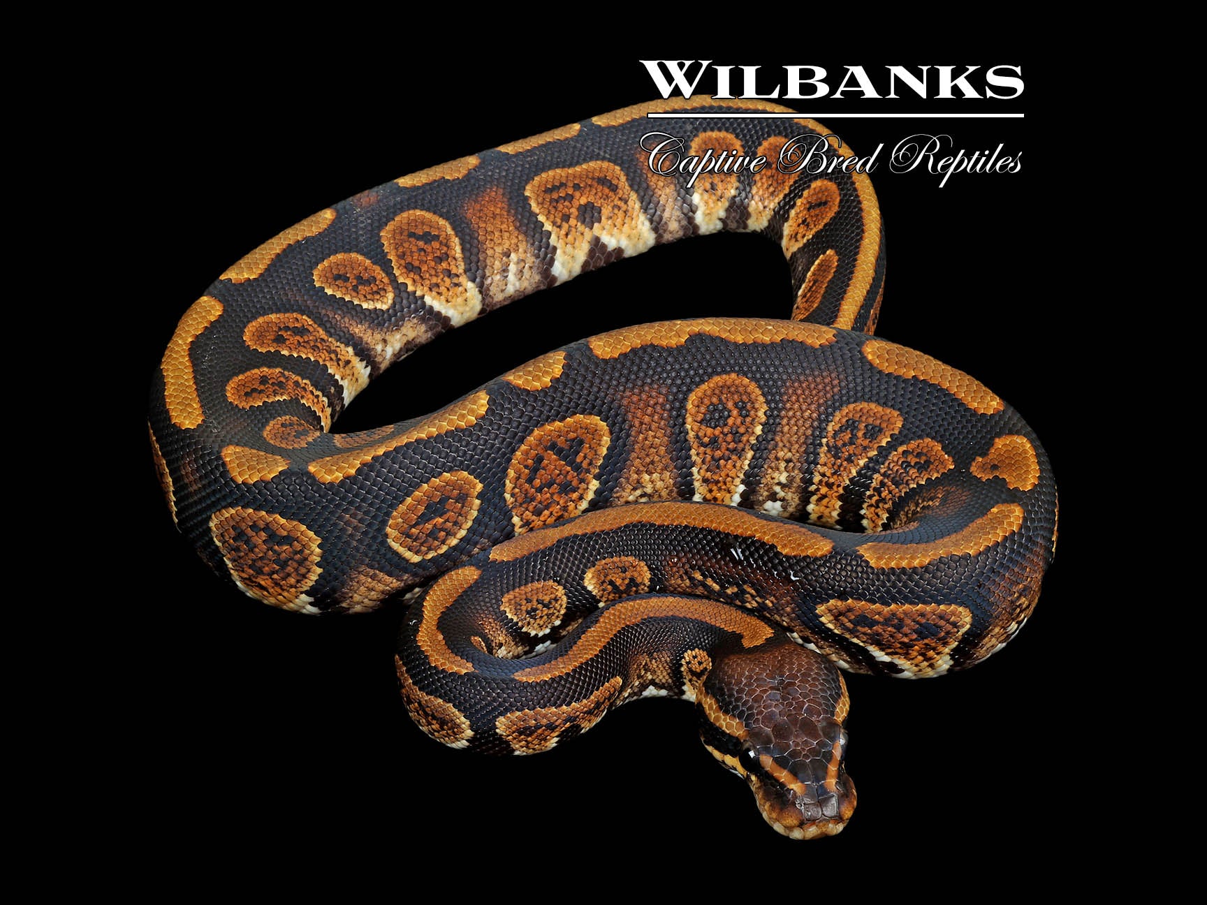 Stranger 100% Het. Orange Crush Ball Python ♂ '25 – Wilbanks Captive ...