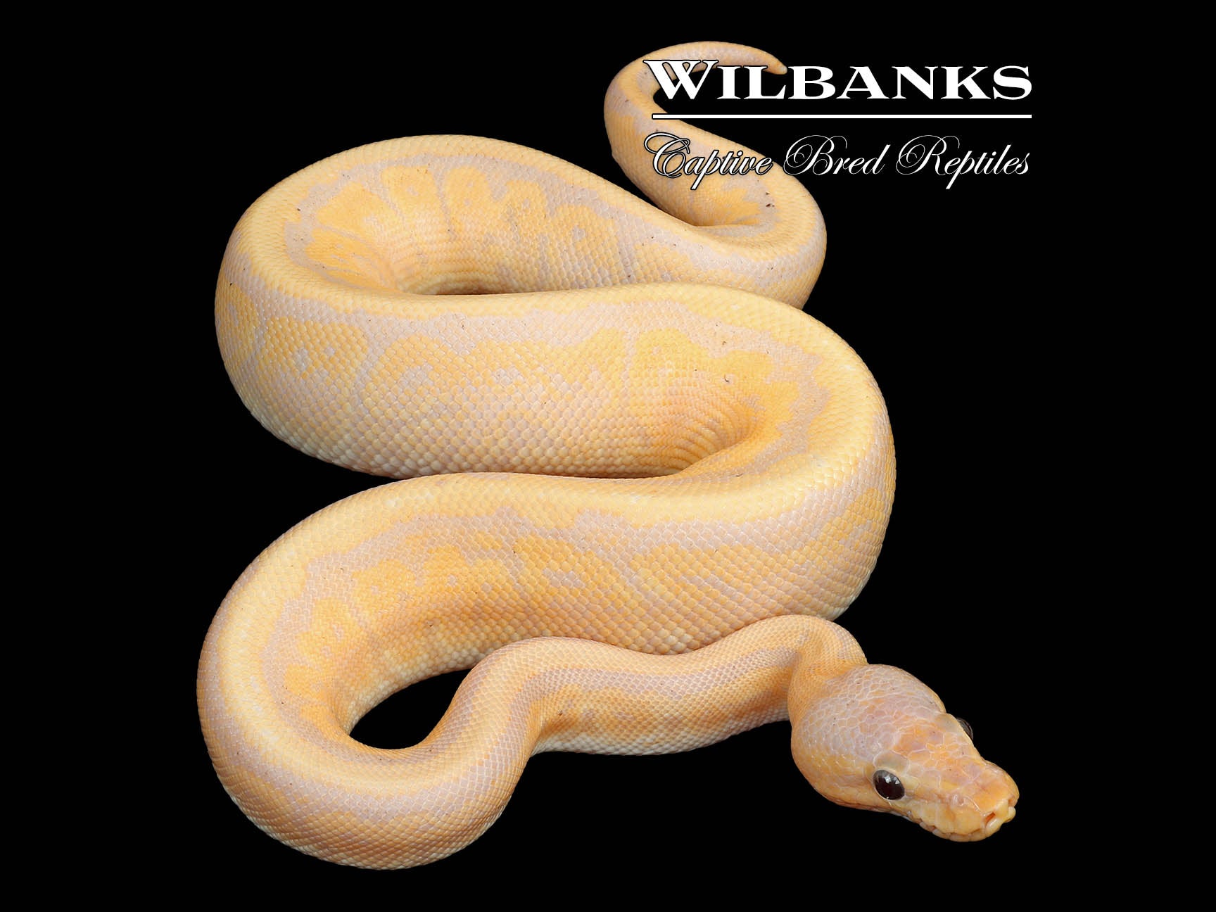 Banana Mahogany Pinstripe 100% Het. Pied Ball Python ♂ '25 – Wilbanks ...