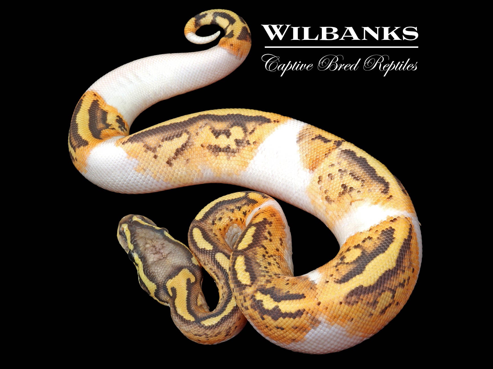 Pastel Ghost Pied Ball Python ♂ '25 – Wilbanks Captive Bred Reptiles