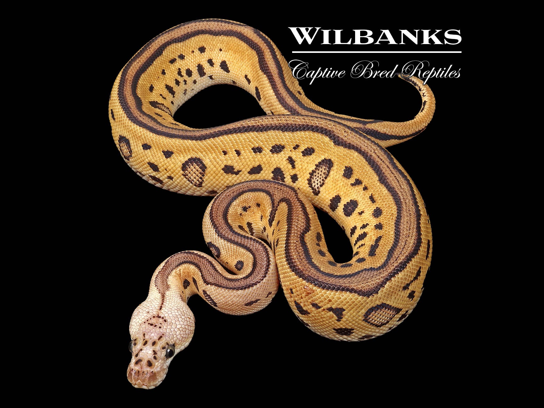 Pastel Leopard Clown Ball Python ♀ '24 – Wilbanks Captive Bred Reptiles
