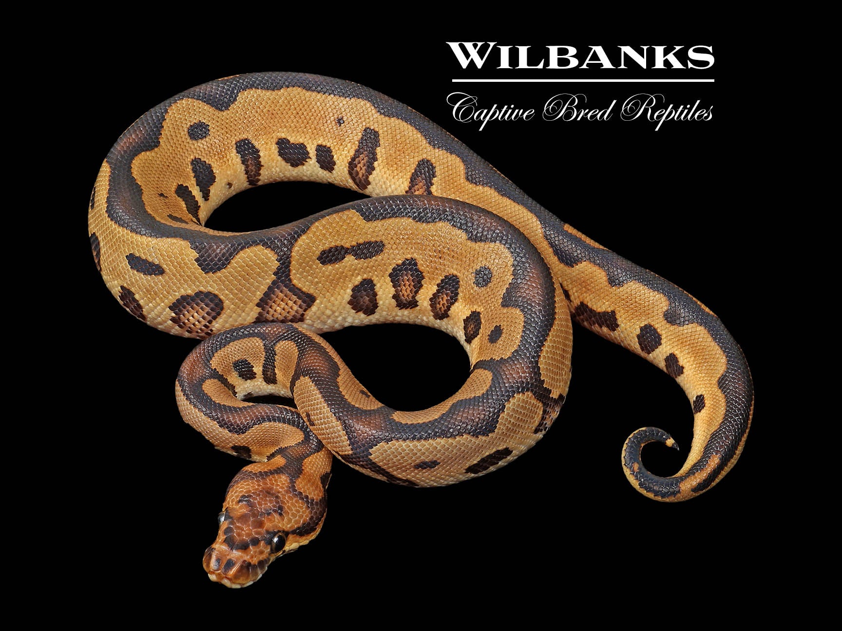 Leopard Clown Ball Python ♂ '24 – Wilbanks Captive Bred Reptiles