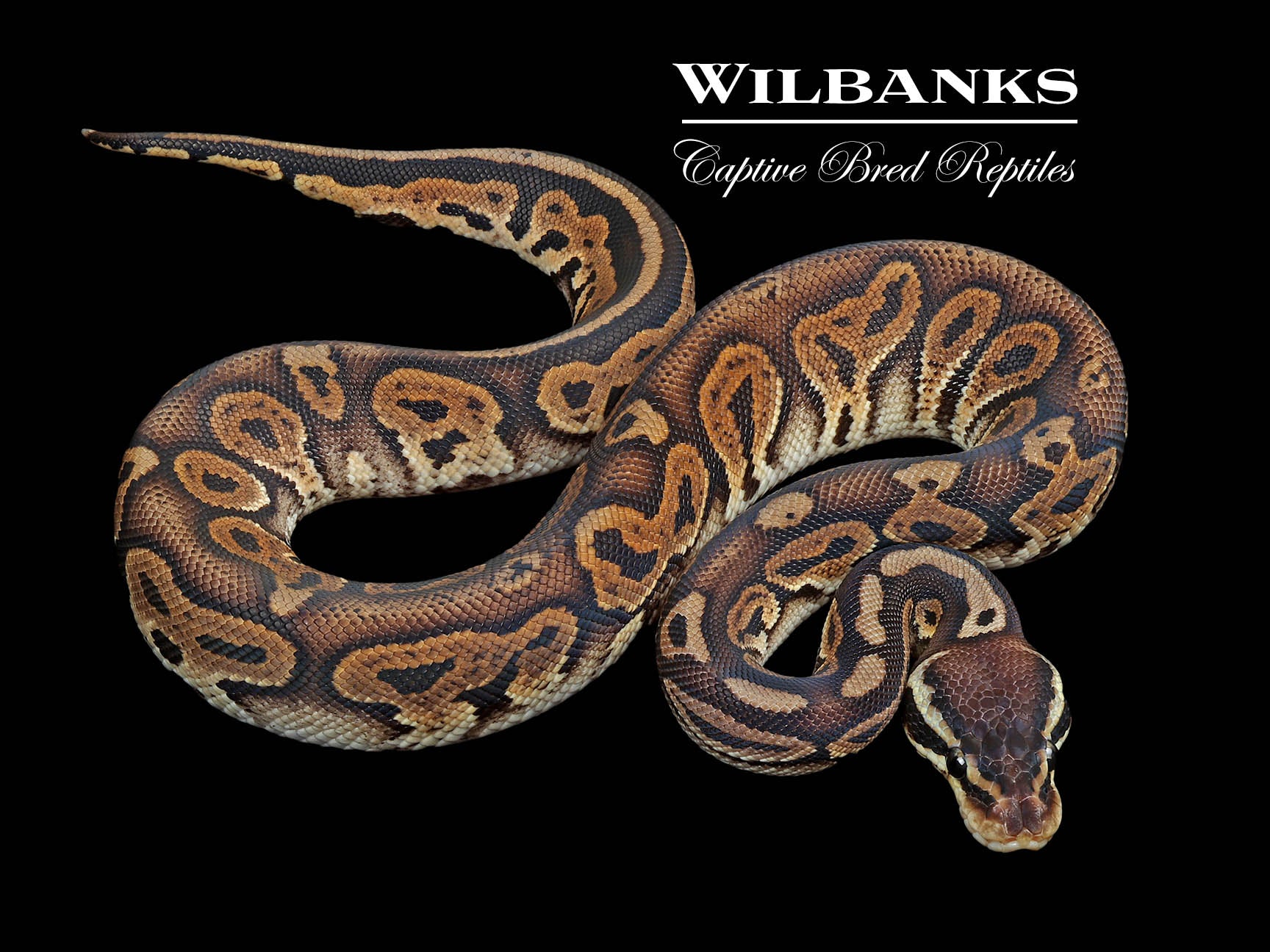 Black Pewter Ball Python ♂ '24 – Wilbanks Captive Bred Reptiles