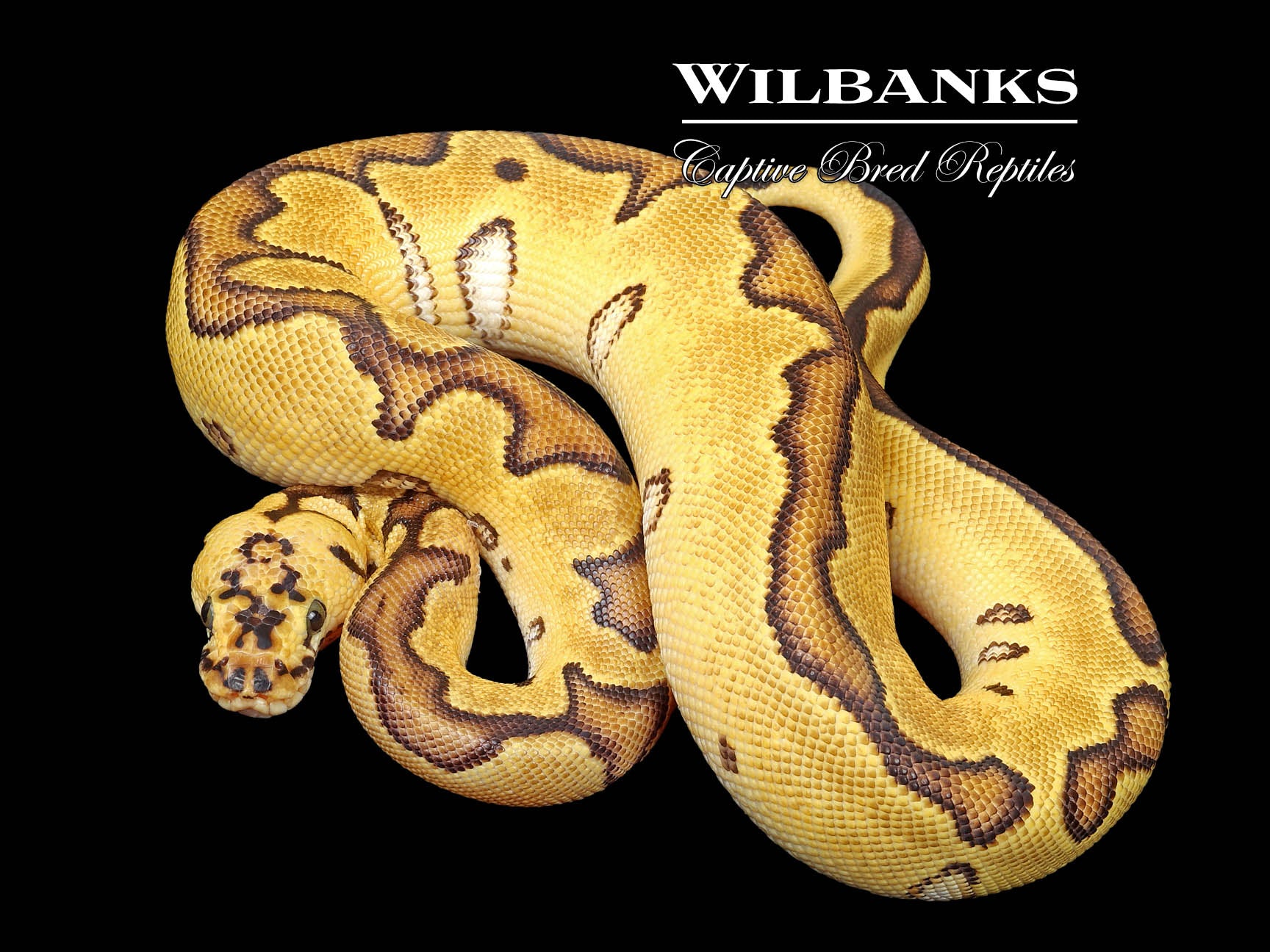 Pastel Enchi Clown Ball Python ♀ '25 – Wilbanks Captive Bred Reptiles