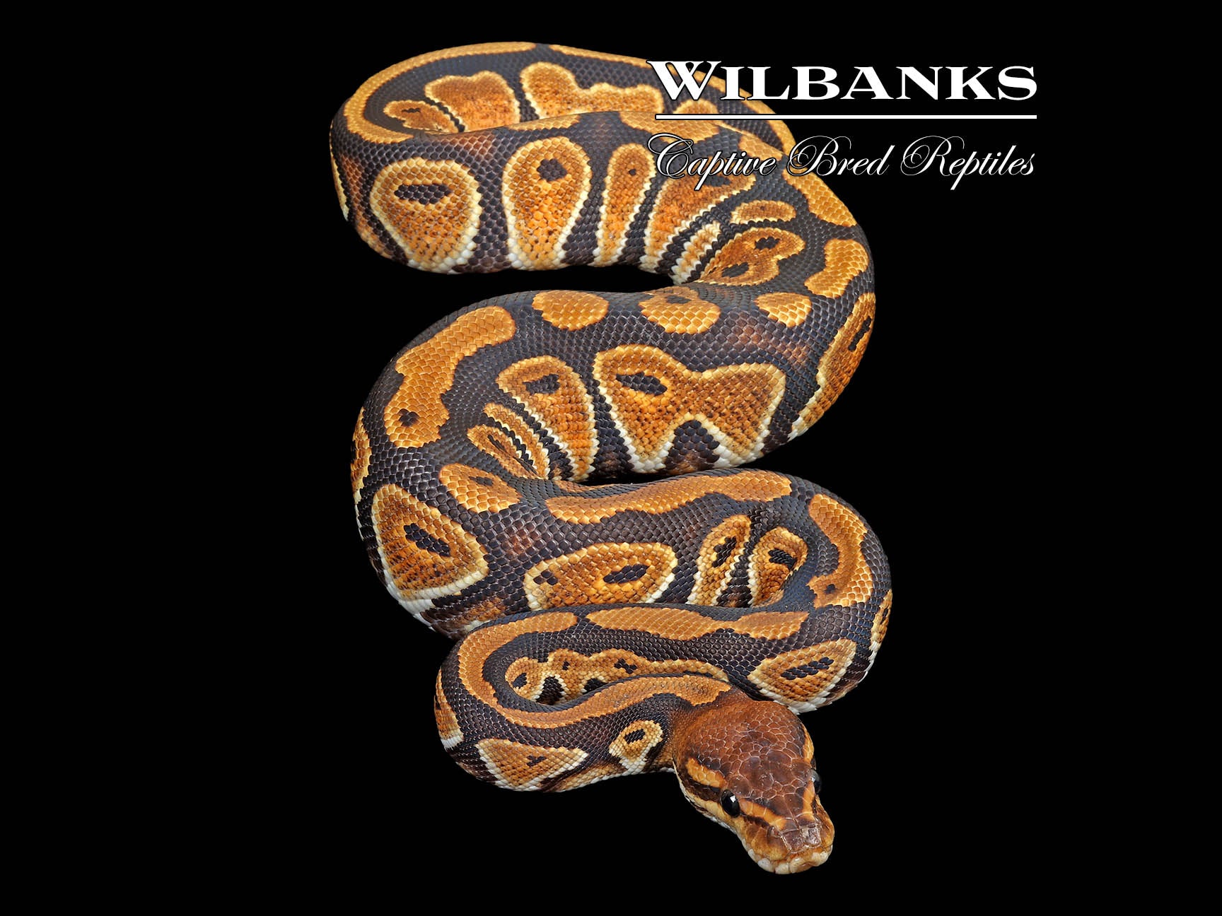 Cypress 100% Het. Lavender Ball Python ♀ '25 – Wilbanks Captive Bred ...