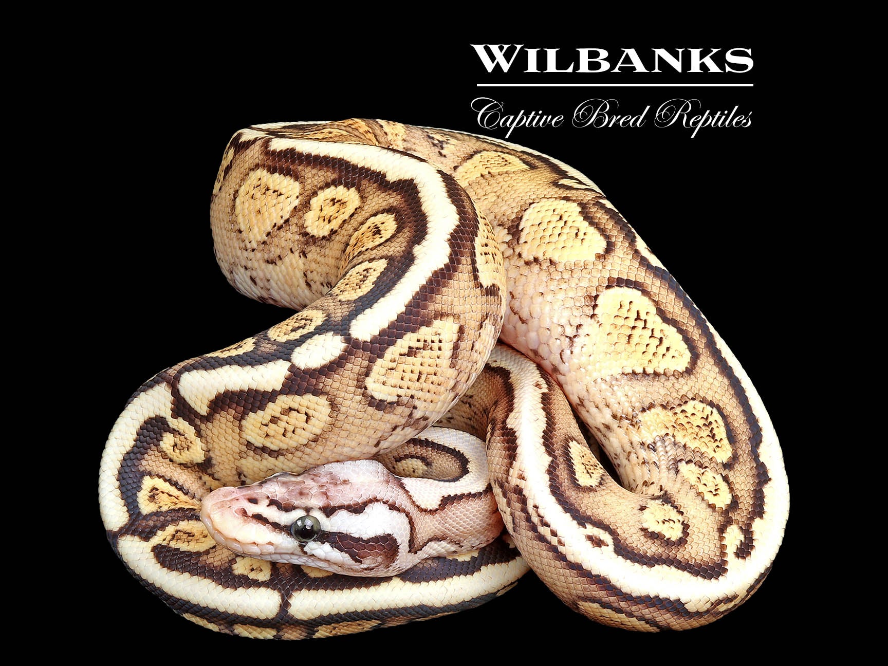Pastel GHI Spotnose Spark Ball Python ♂ '25 – Wilbanks Captive Bred ...