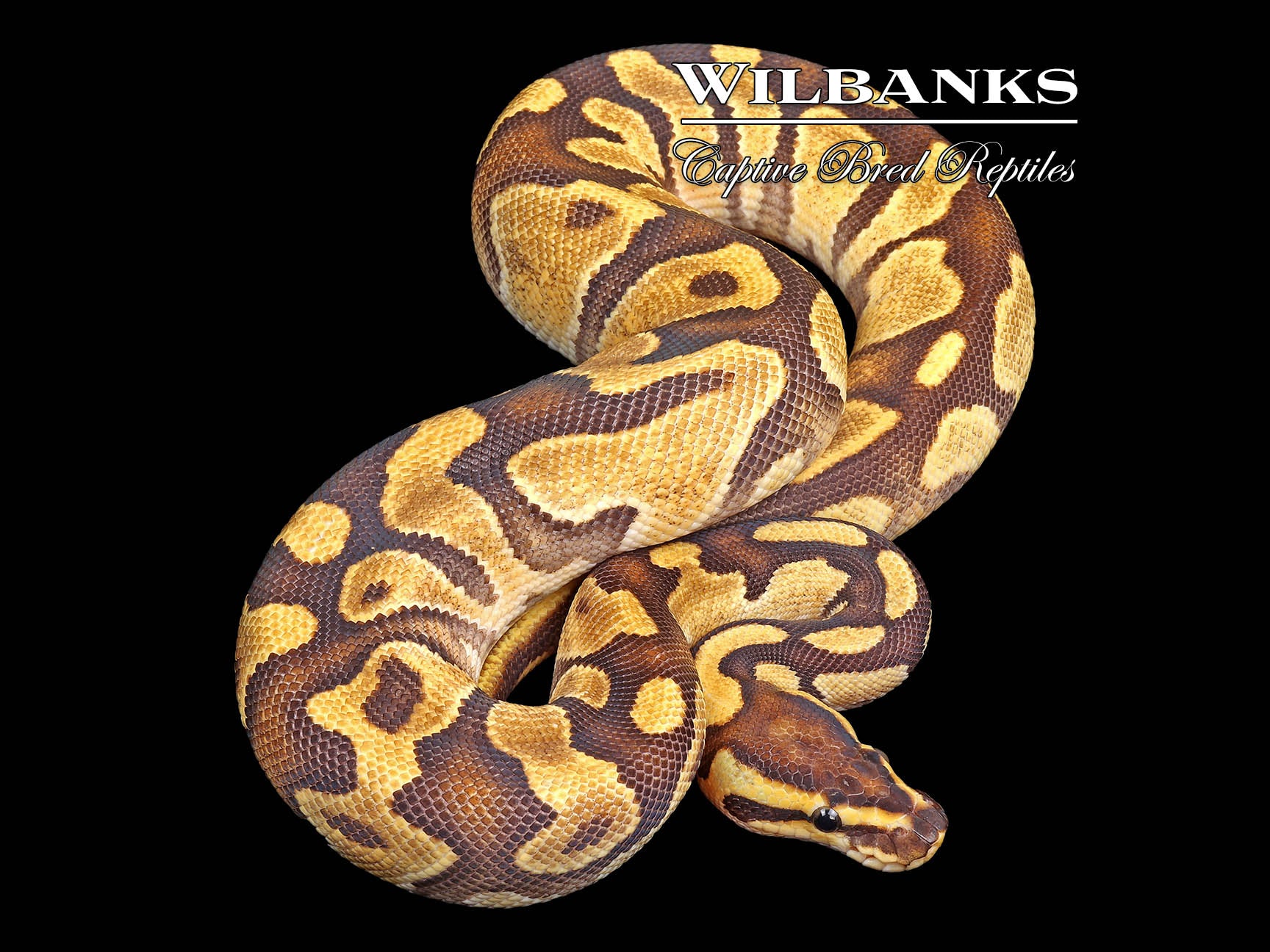 Orange Dream Fire Enchi 100% Het. Clown Ball Python ♀ '25 – Wilbanks ...