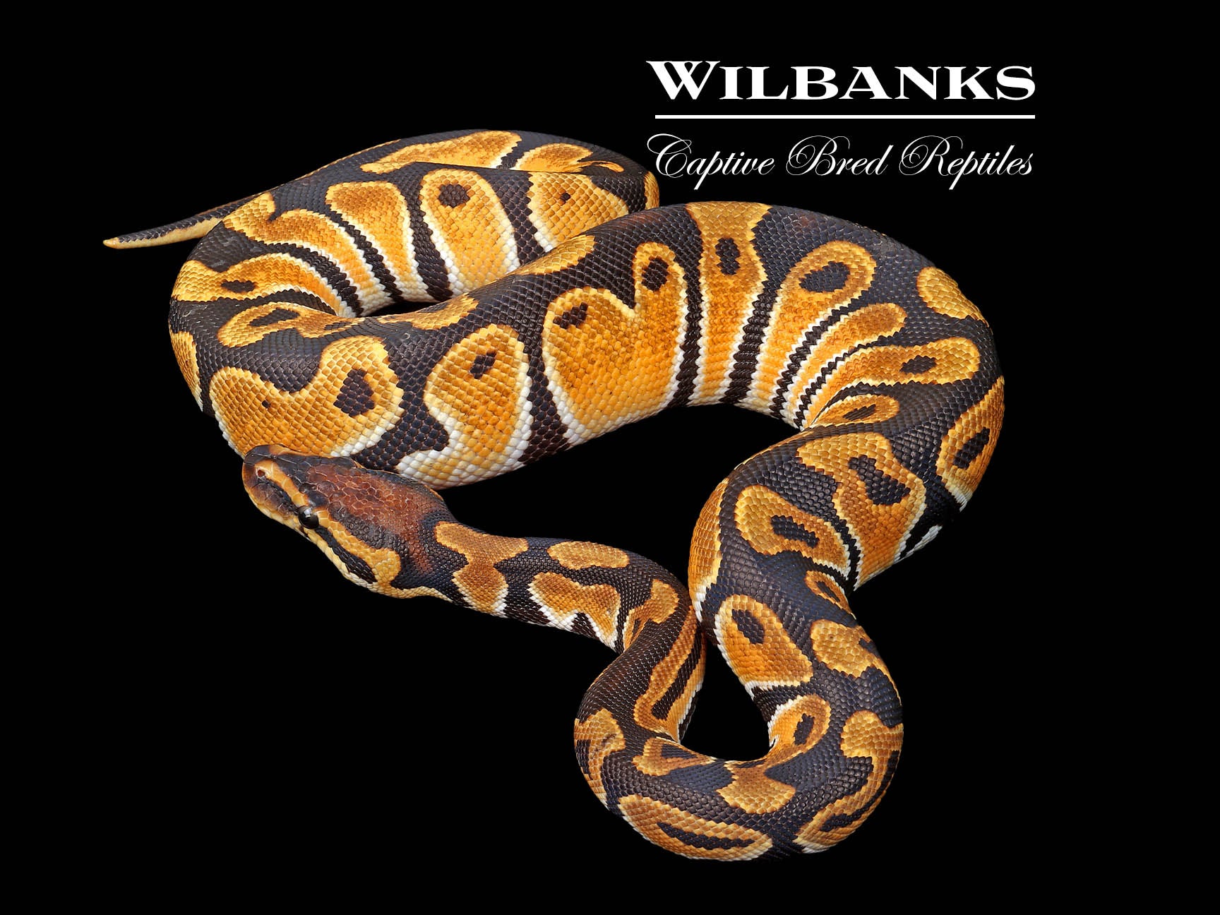 Orange Dream 100% Het. Orange Crush Ball Python ♀ '25 – Wilbanks ...