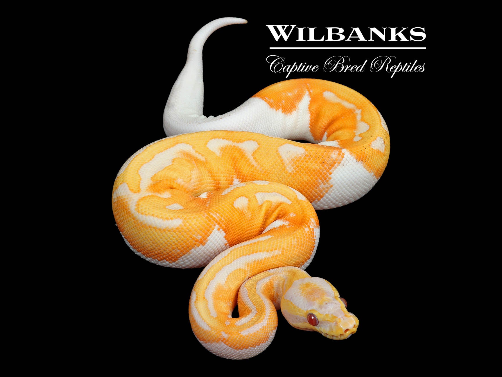 Dreamsicle Lavender Pied Ball Python ♀ '25 – Wilbanks Captive Bred Reptiles