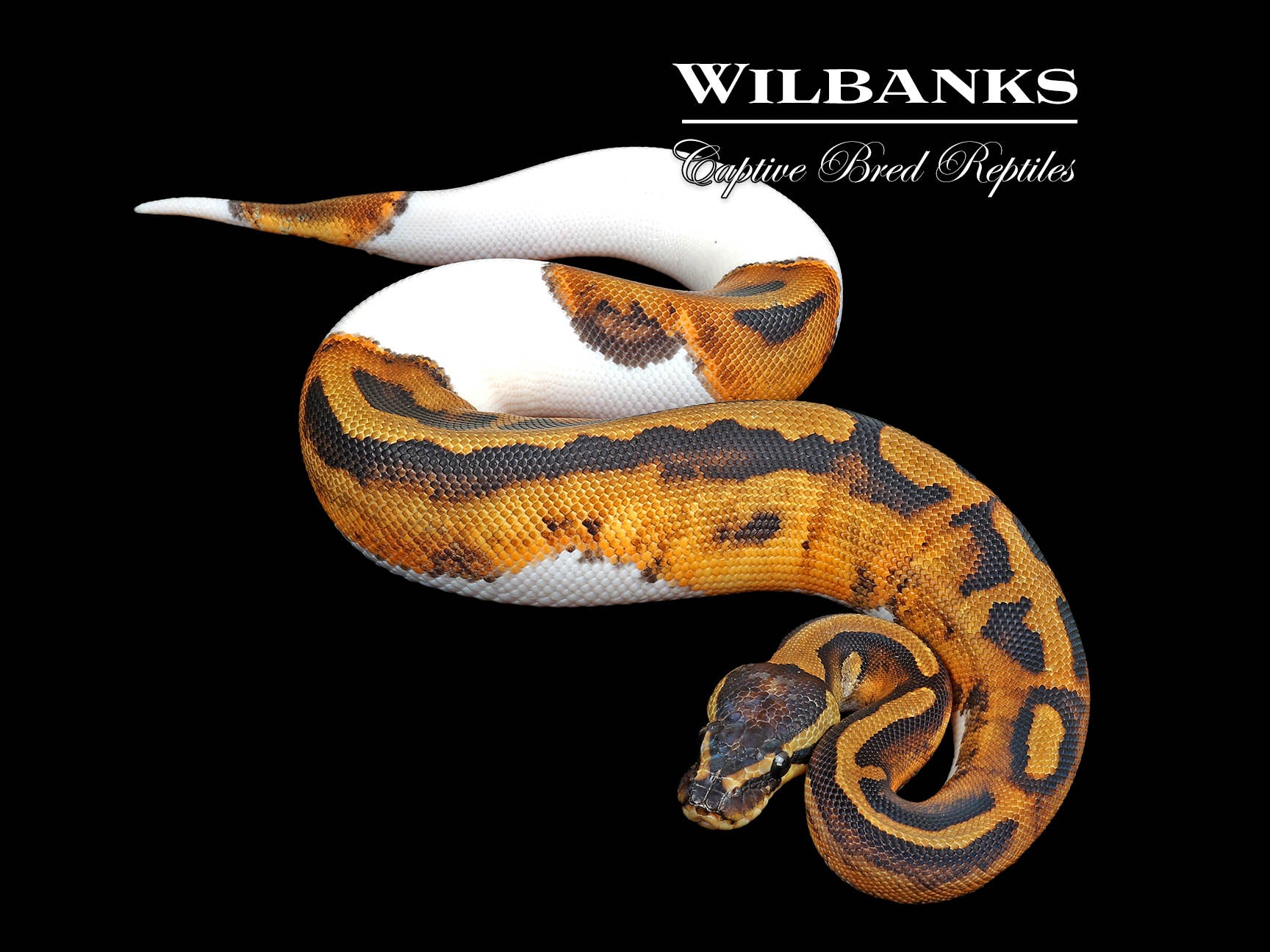 Pied Ball Python ♀ '25 – Wilbanks Captive Bred Reptiles