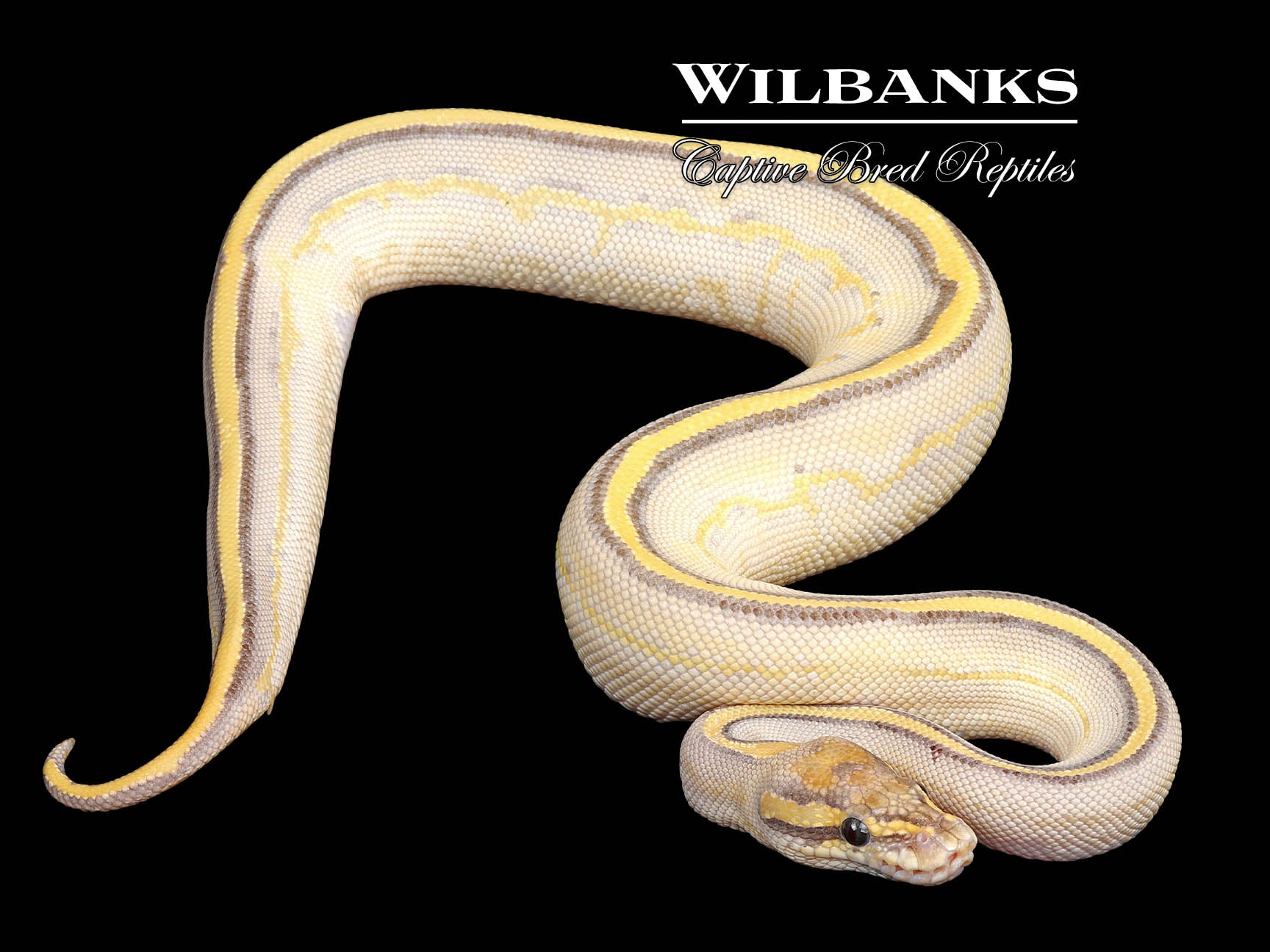Butter Leopard Highway Ball Python ♀ '25 – Wilbanks Captive Bred Reptiles