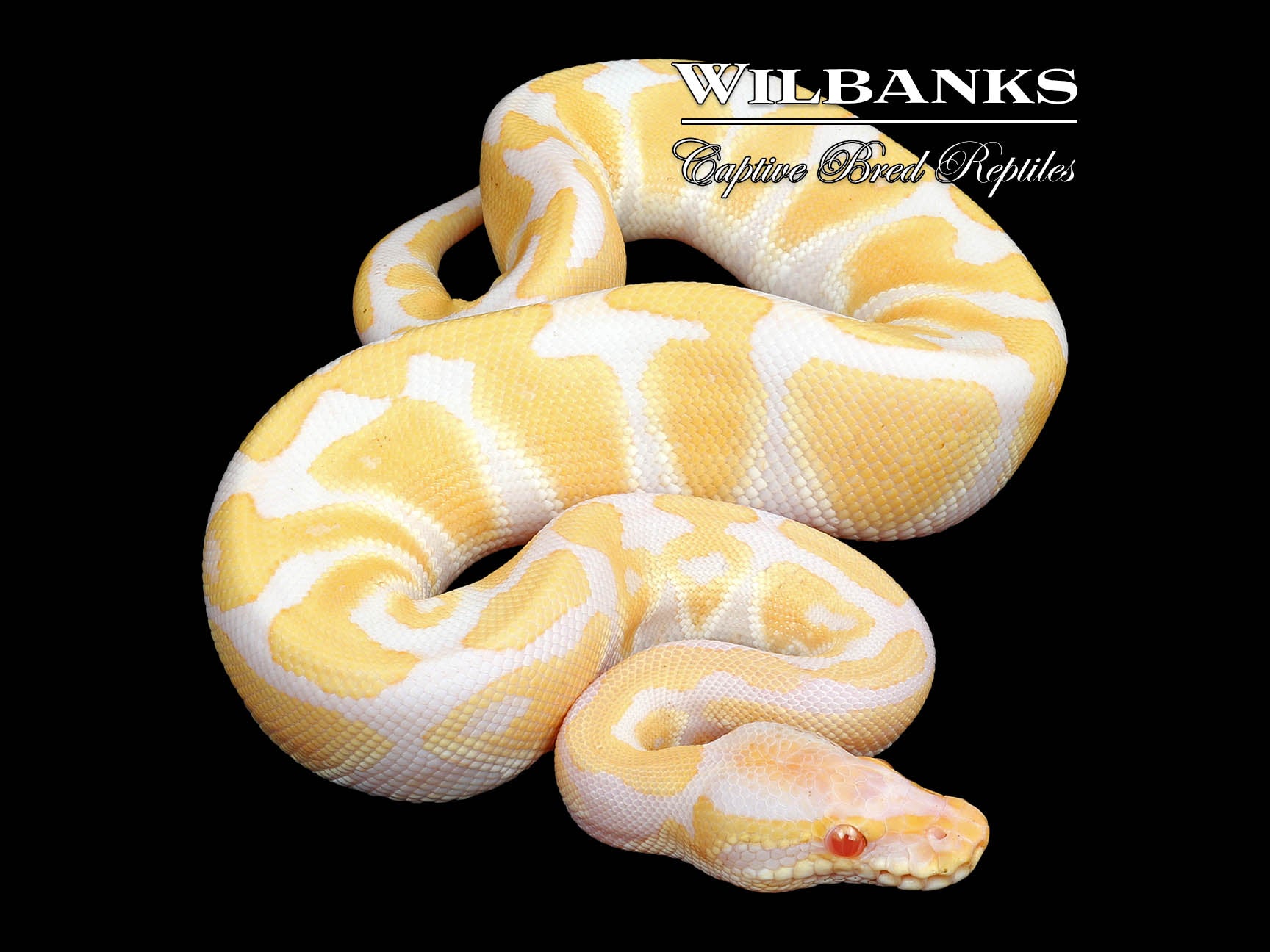 Albino Ball Python ♂ '25 – Wilbanks Captive Bred Reptiles