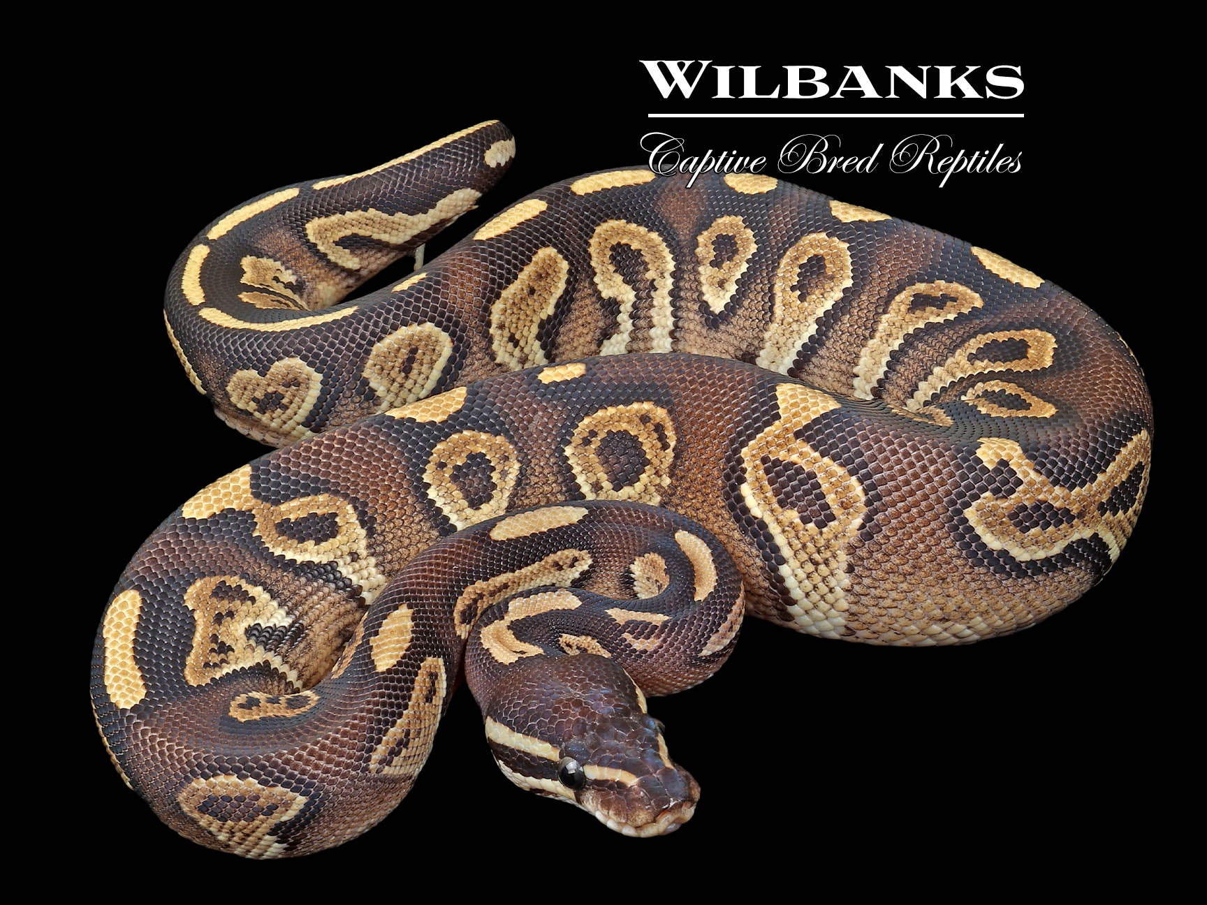 Blackhead Phantom Spark Ball Python ♀ '25 – Wilbanks Captive Bred Reptiles