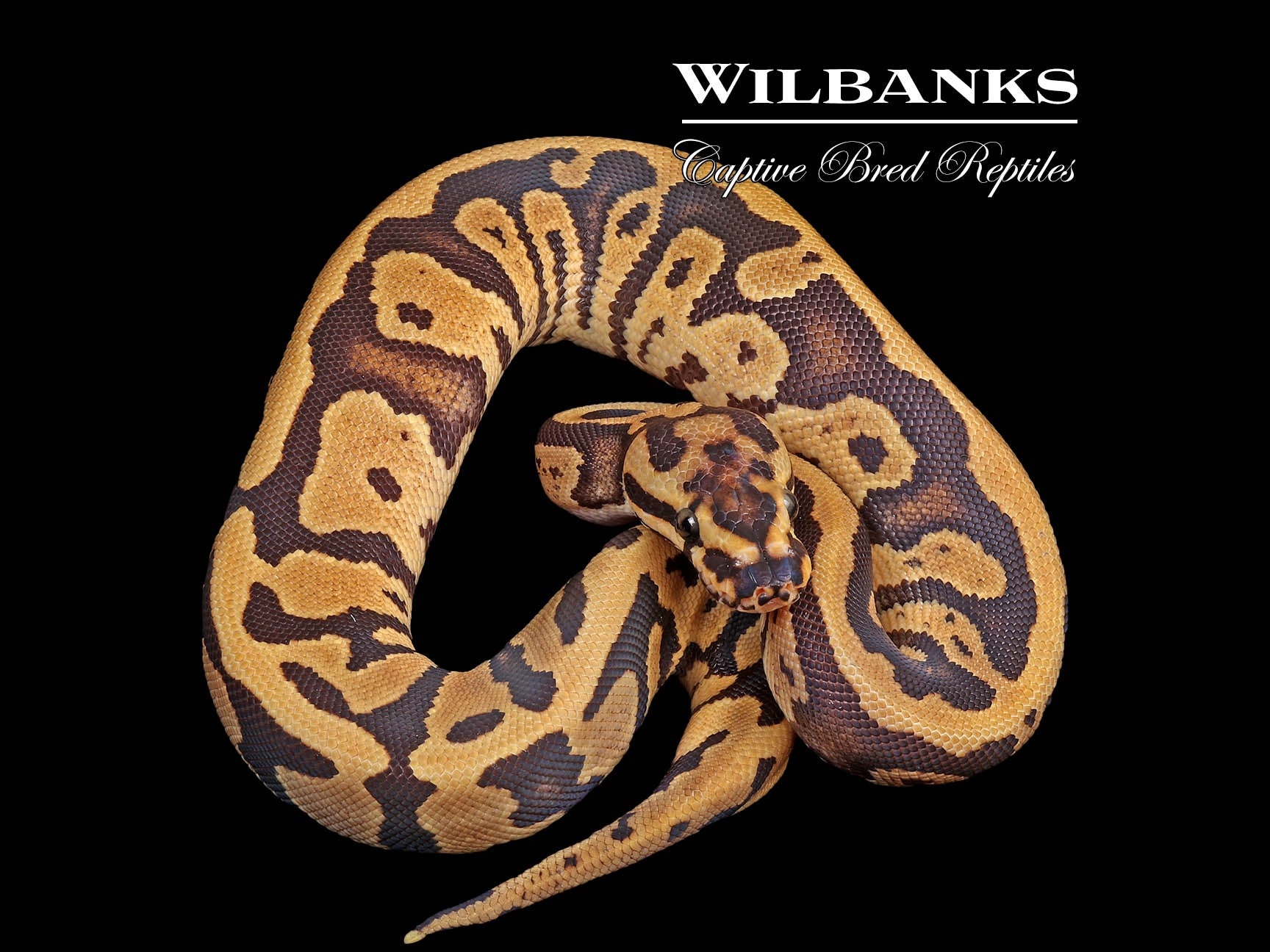 Acid Fire 100% Het. Clown Ball Python ♀ '25 – Wilbanks Captive Bred ...