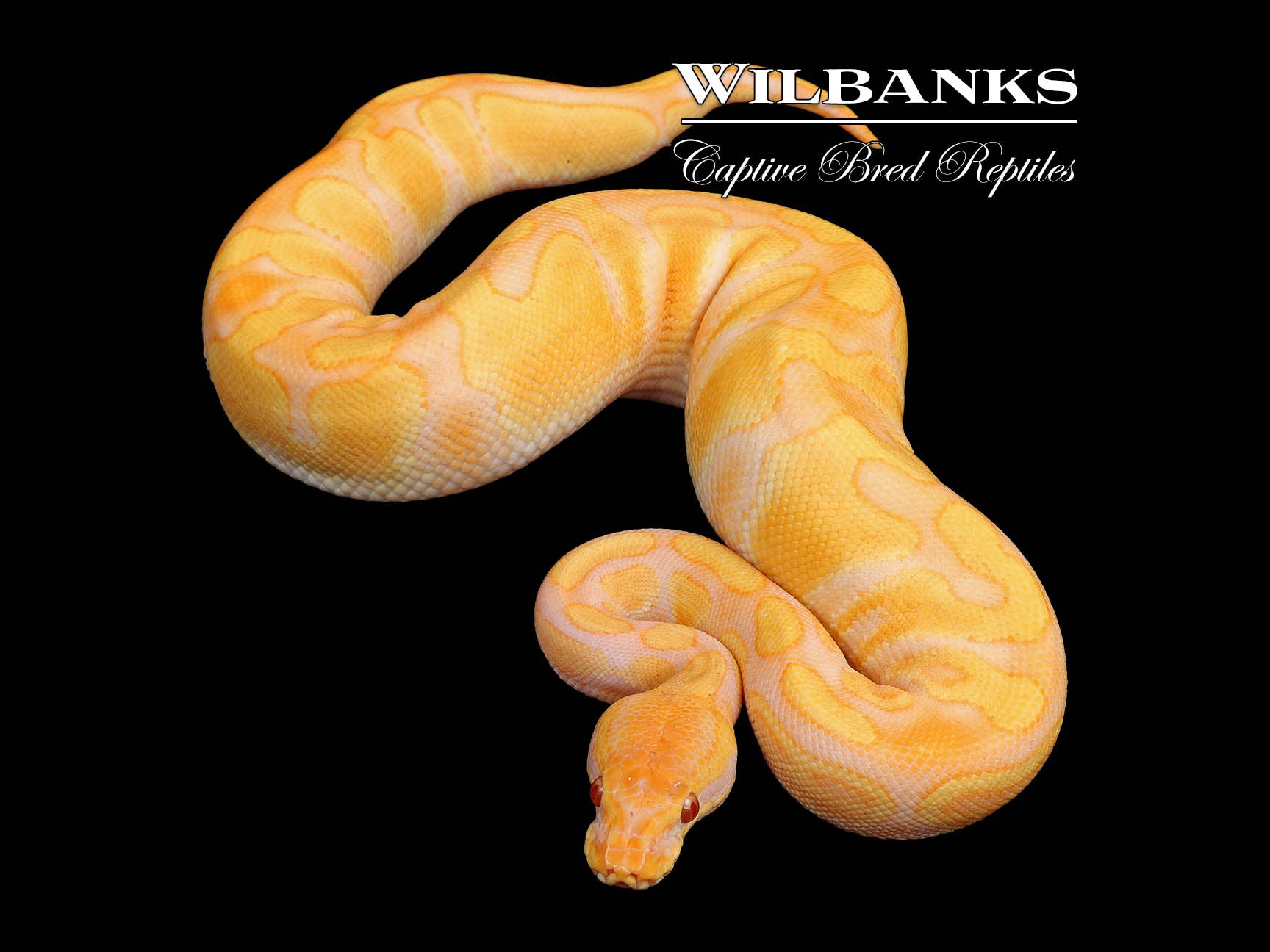 Lavender Albino Enchi 100% Het. Pied Ball Python ♀ '25 – Wilbanks ...
