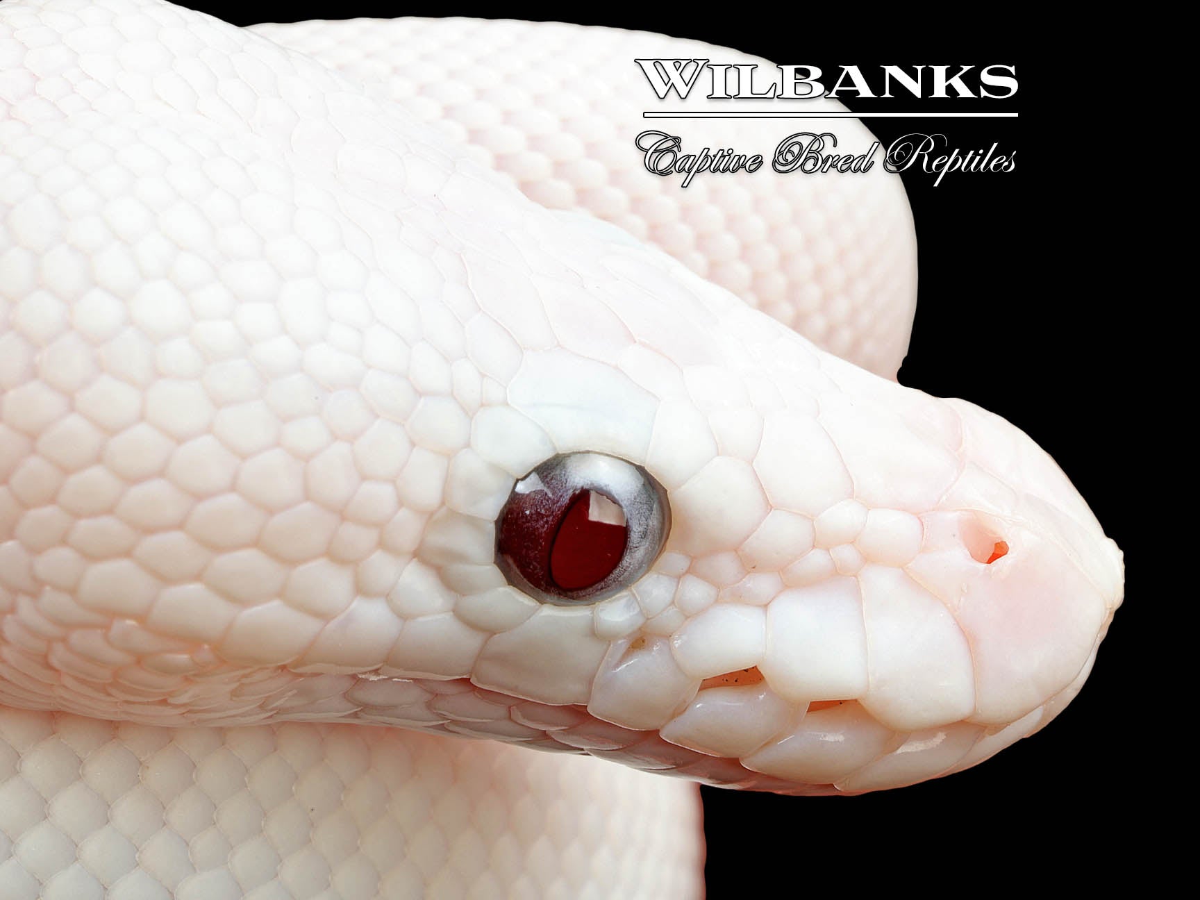 Banana Blue Eyed Leucistic (Mojave Butter) Ball Python ♂ '25 – Wilbanks ...