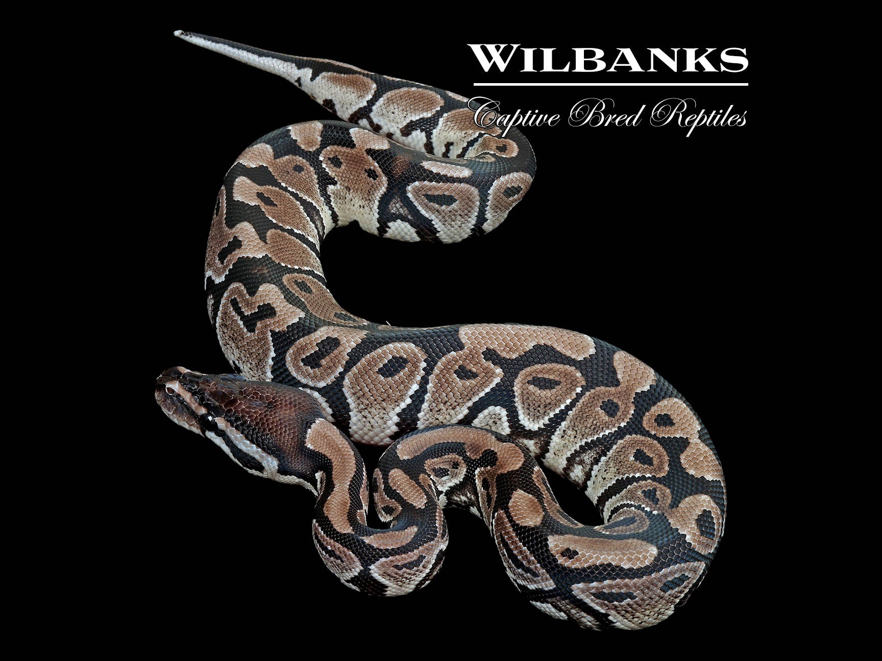 Axanthic (VPI) Ball Python ♀ '25 – Wilbanks Captive Bred Reptiles