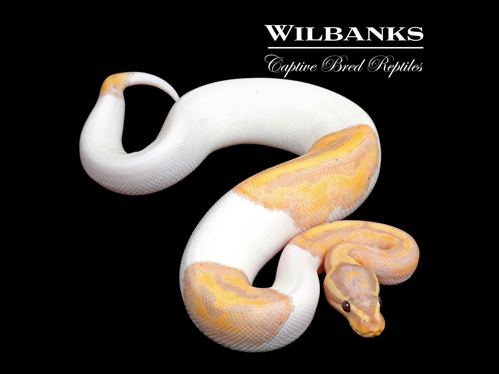 Banana Pied Ball Python ♂ '25 – Wilbanks Captive Bred Reptiles