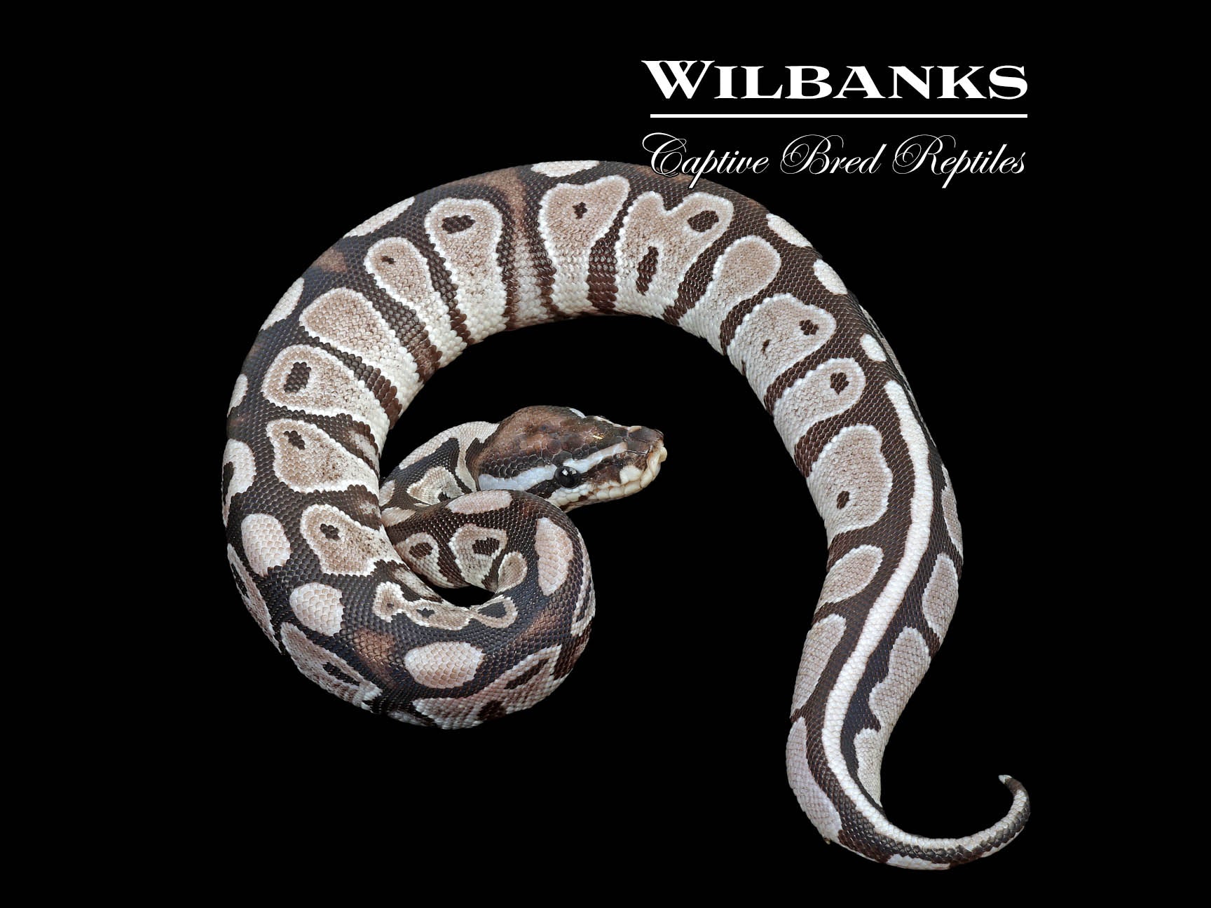 Axanthic (VPI) Fire Ball Python ♂ '25 – Wilbanks Captive Bred Reptiles