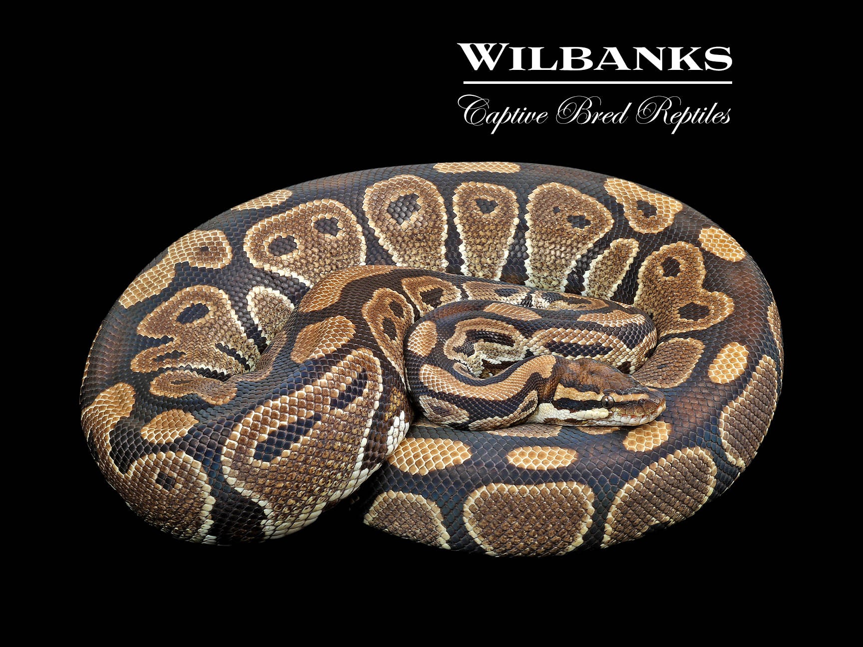 Russo (Proven Breeder) Ball Python ♀ '17 – Wilbanks Captive Bred Reptiles