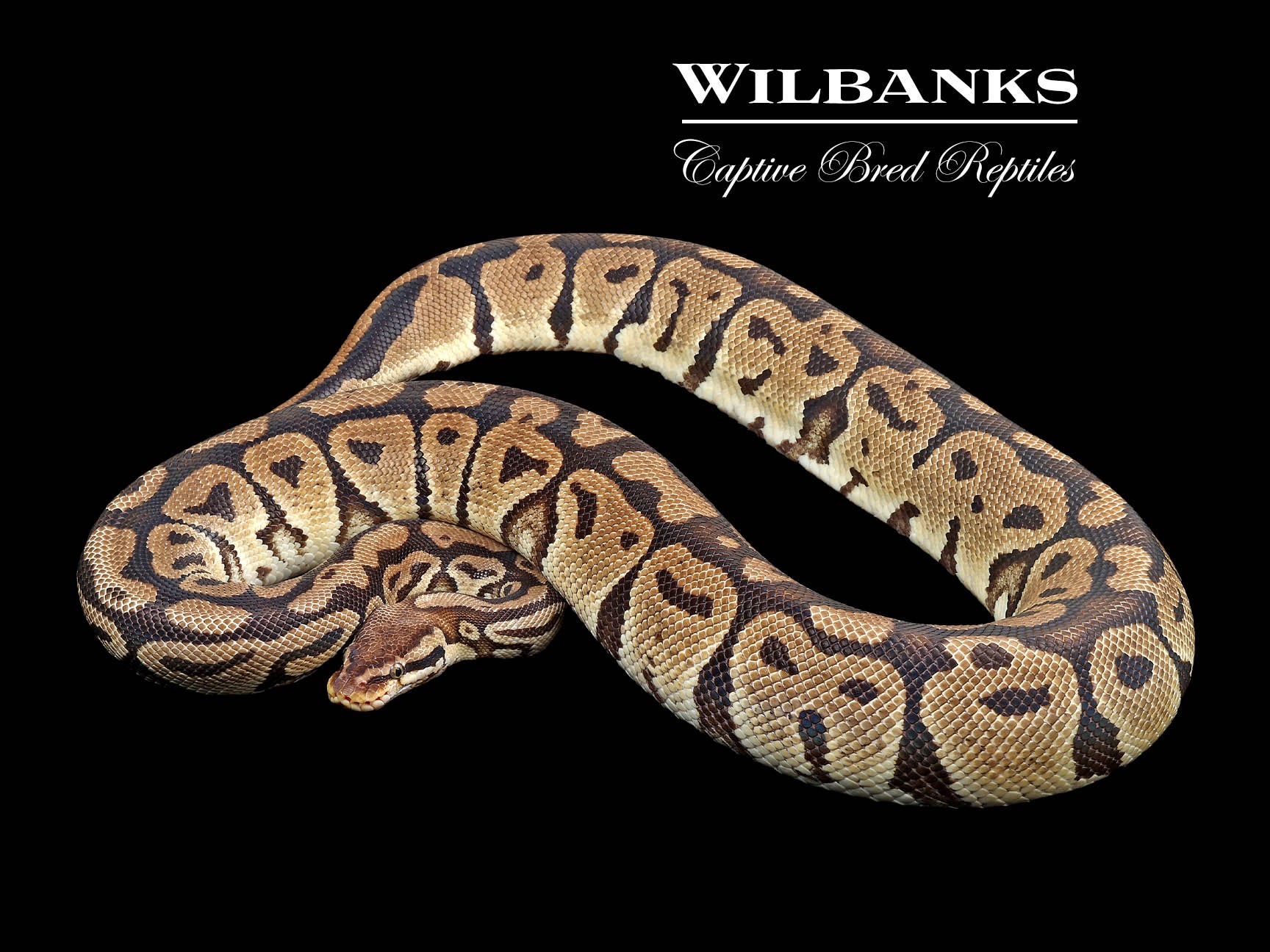 Pastel (Proven Breeder) Ball Python ♀ '17 – Wilbanks Captive Bred Reptiles
