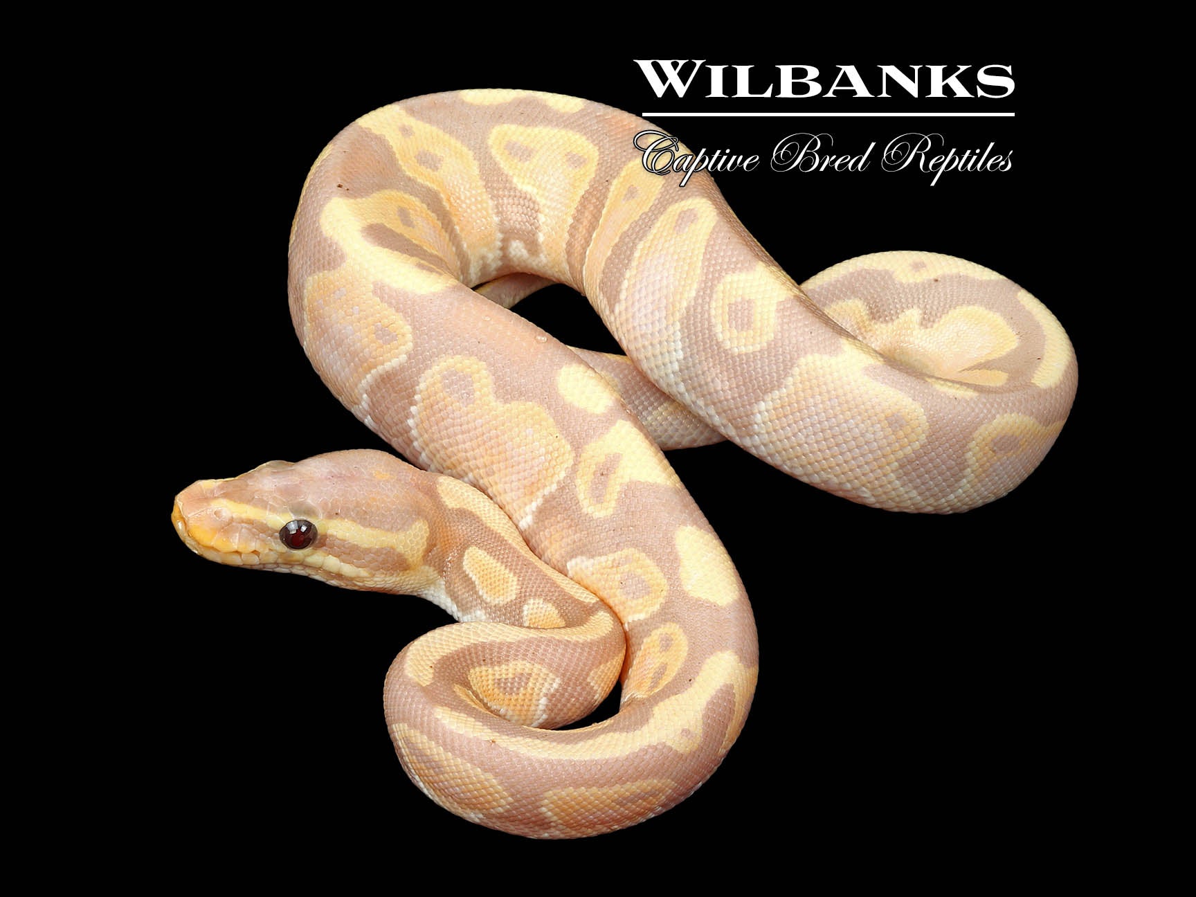 Banana Ball Python ♂ '25 – Wilbanks Captive Bred Reptiles