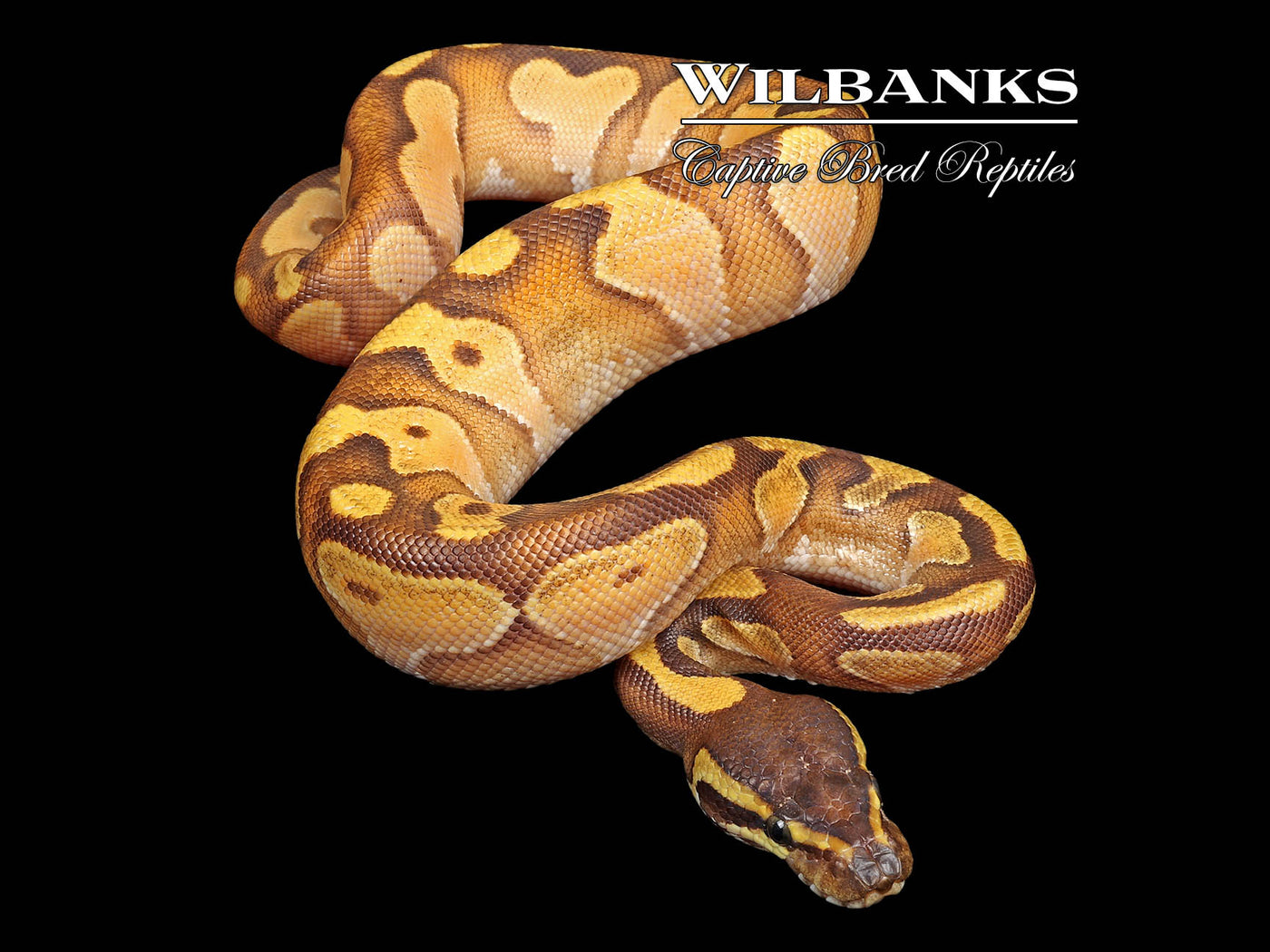 Sugar Enchi Mojave Ball Python ♀ '25 – Wilbanks Captive Bred Reptiles