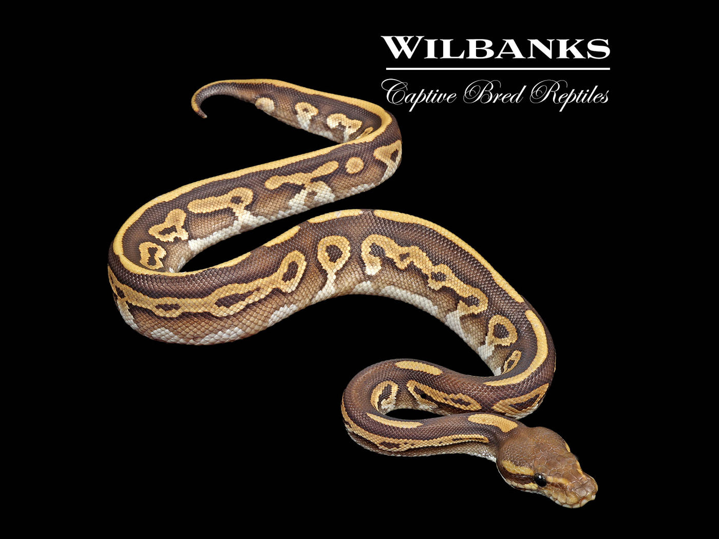 Leopard Mojave Orange Crush Ball Python ♂ '25 – Wilbanks Captive Bred Reptiles