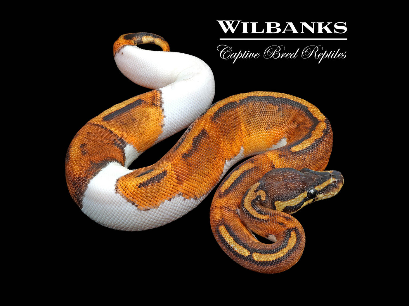 Blackhead Pied 100% Het. Lavender Albino Ball Python ♀ '25 – Wilbanks Captive Bred Reptiles