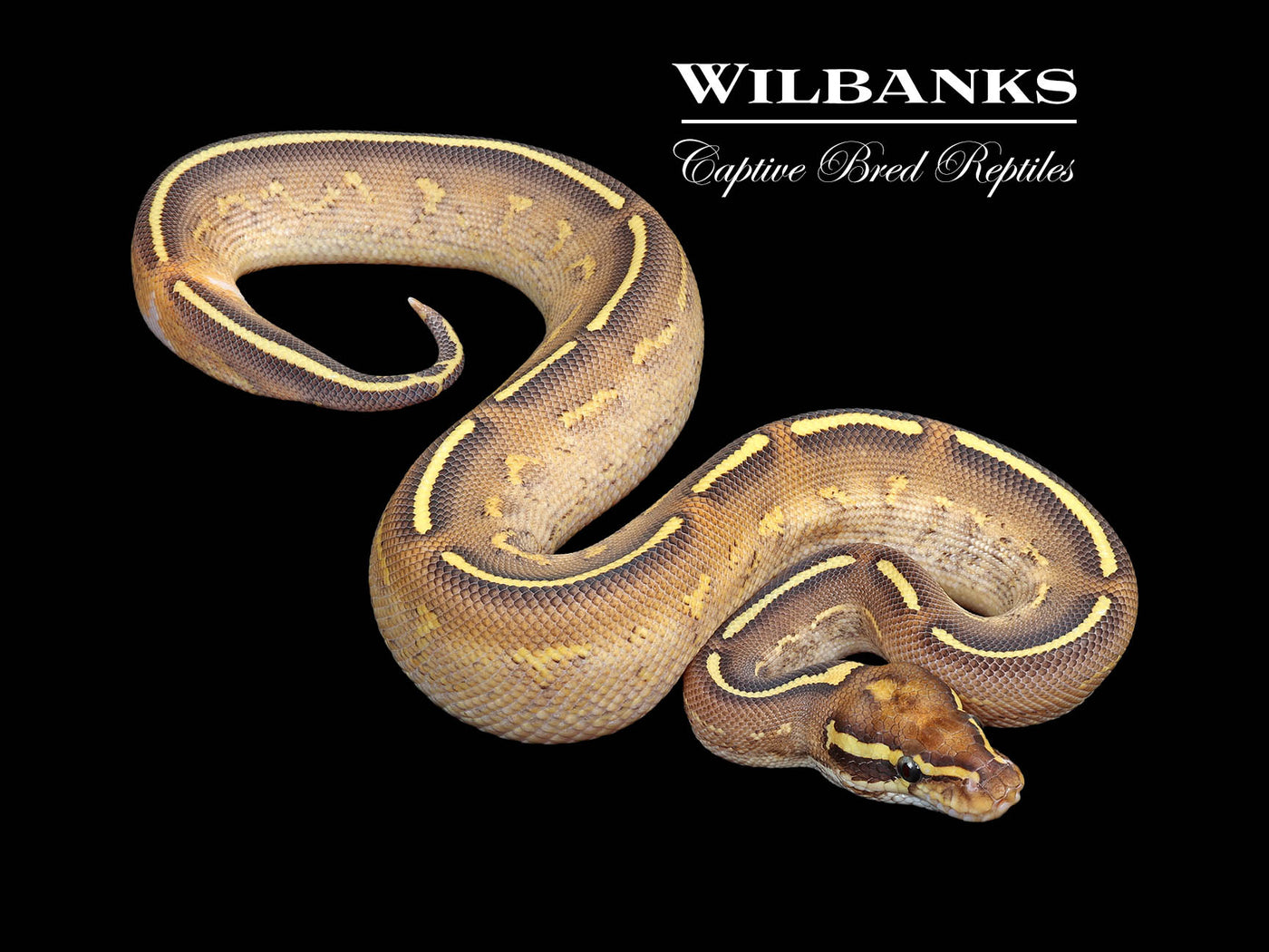 Butter Freeway Ball Python ♂ '25 – Wilbanks Captive Bred Reptiles