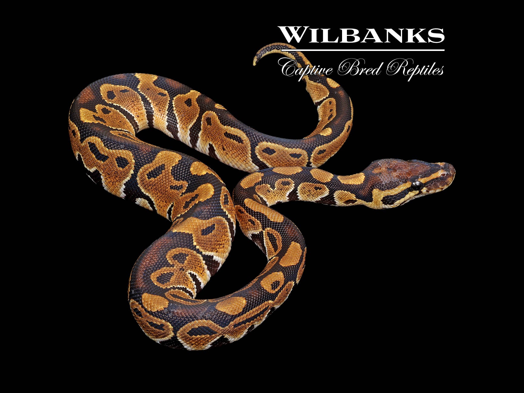 100% TH VPI Axanthic Clown Hypo Ball Python ♂ '25 – Wilbanks Captive ...
