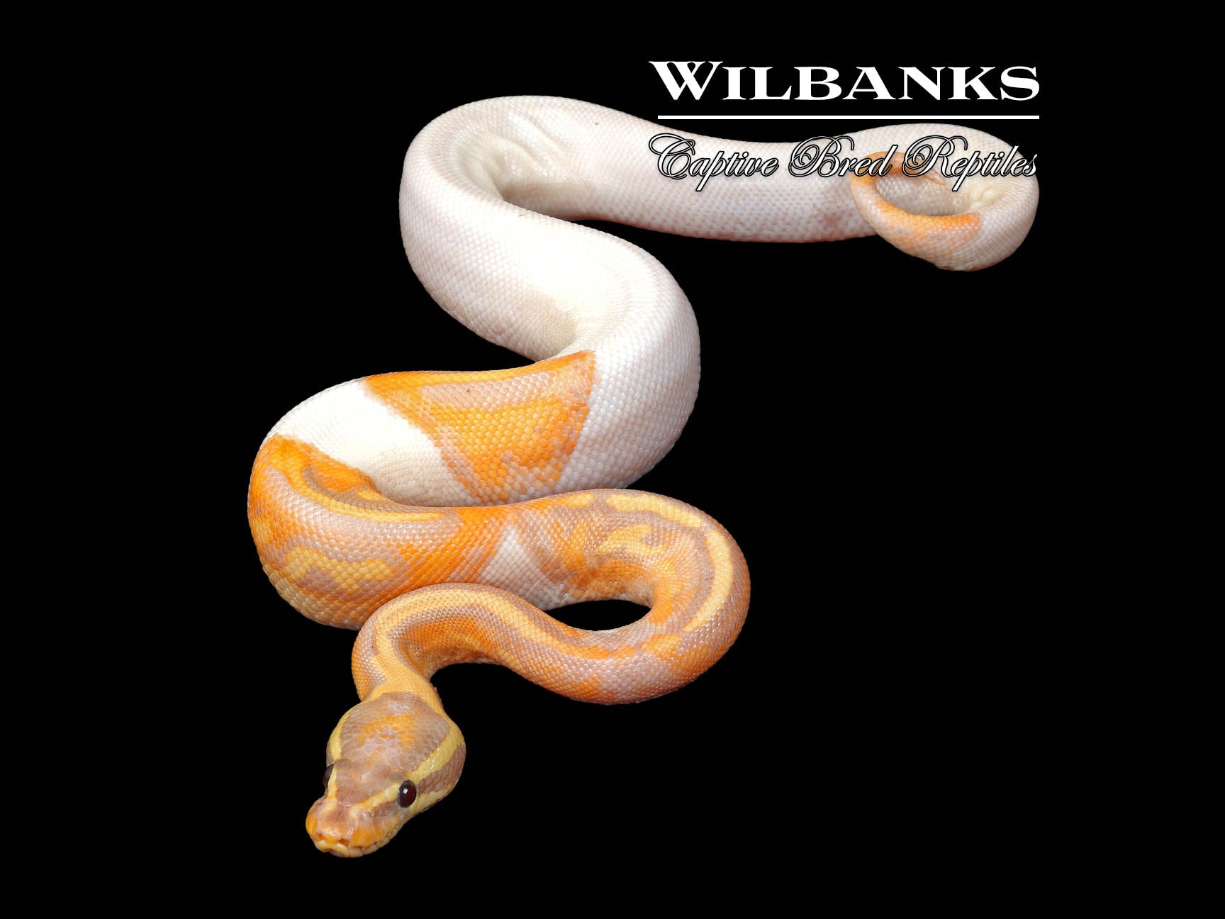Banana Pied Ball Python ♂ '25 – Wilbanks Captive Bred Reptiles