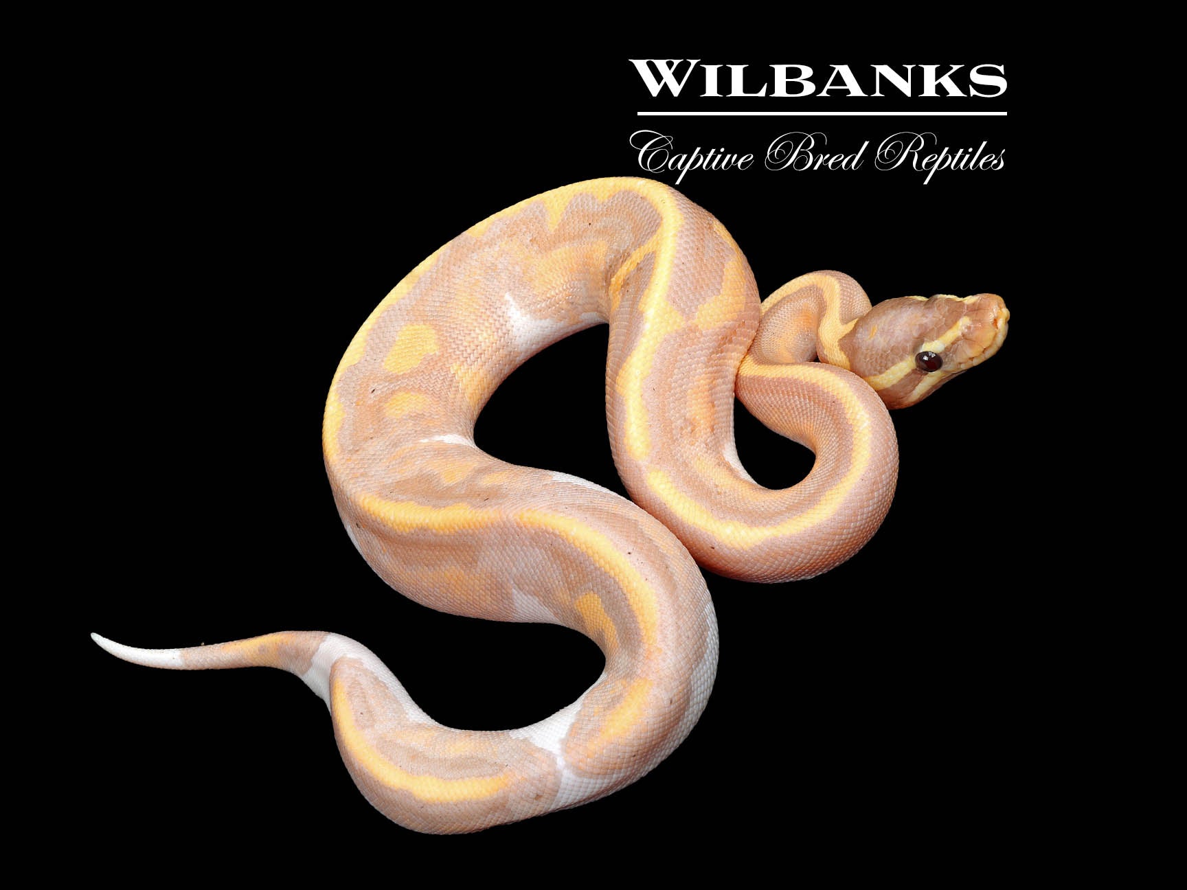 Banana Pied Ball Python ♂ '25 – Wilbanks Captive Bred Reptiles