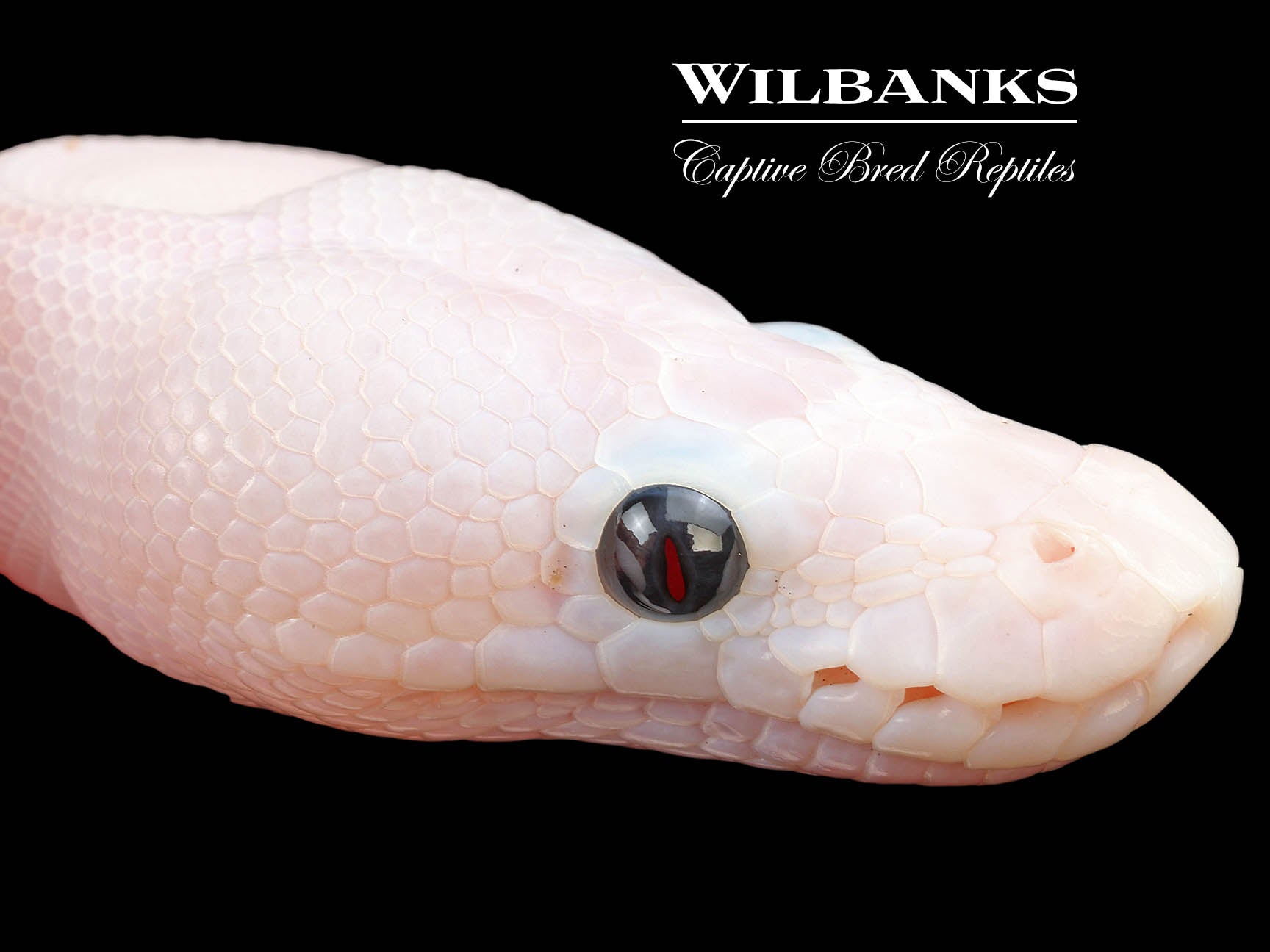 Super Fire Ball Python ♂ '25 – Wilbanks Captive Bred Reptiles