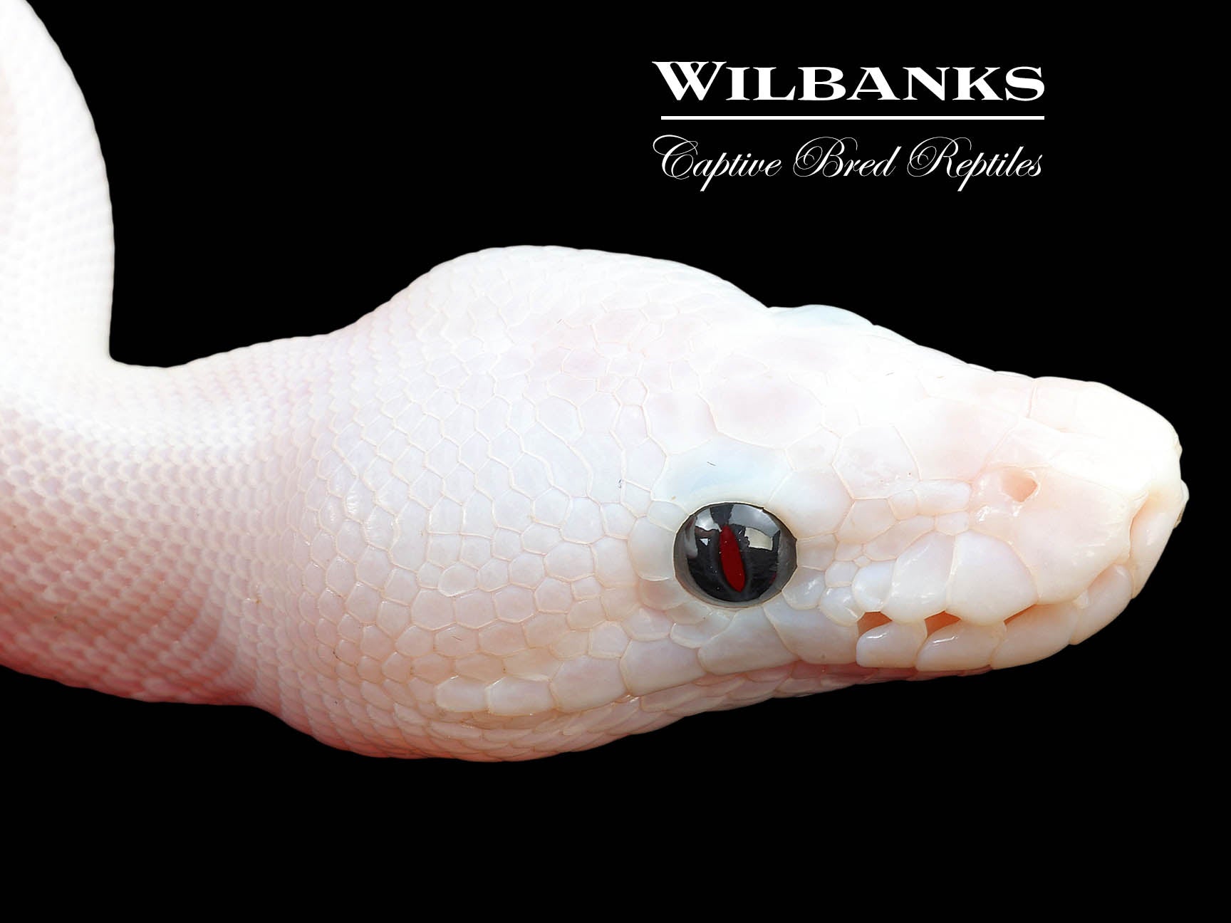 Super Fire Ball Python ♀ '25 – Wilbanks Captive Bred Reptiles
