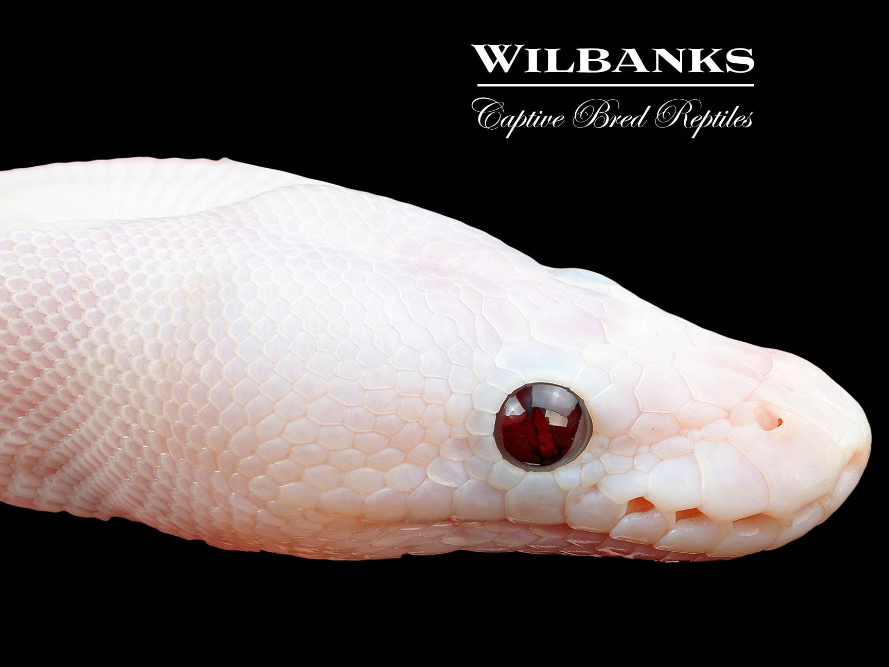 Banana Super Fire Ball Python ♂ '25 – Wilbanks Captive Bred Reptiles