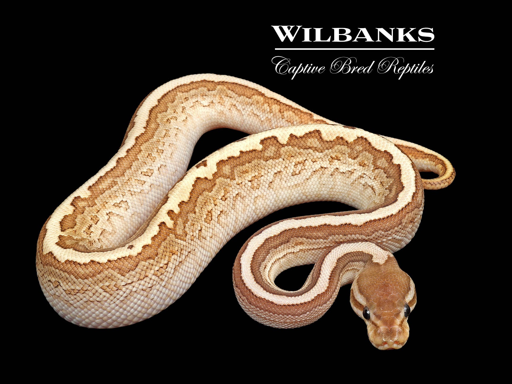 Orange Crush Black Pastel Butter Pinstripe Ball Python ♂ '25 – Wilbanks Captive Bred Reptiles