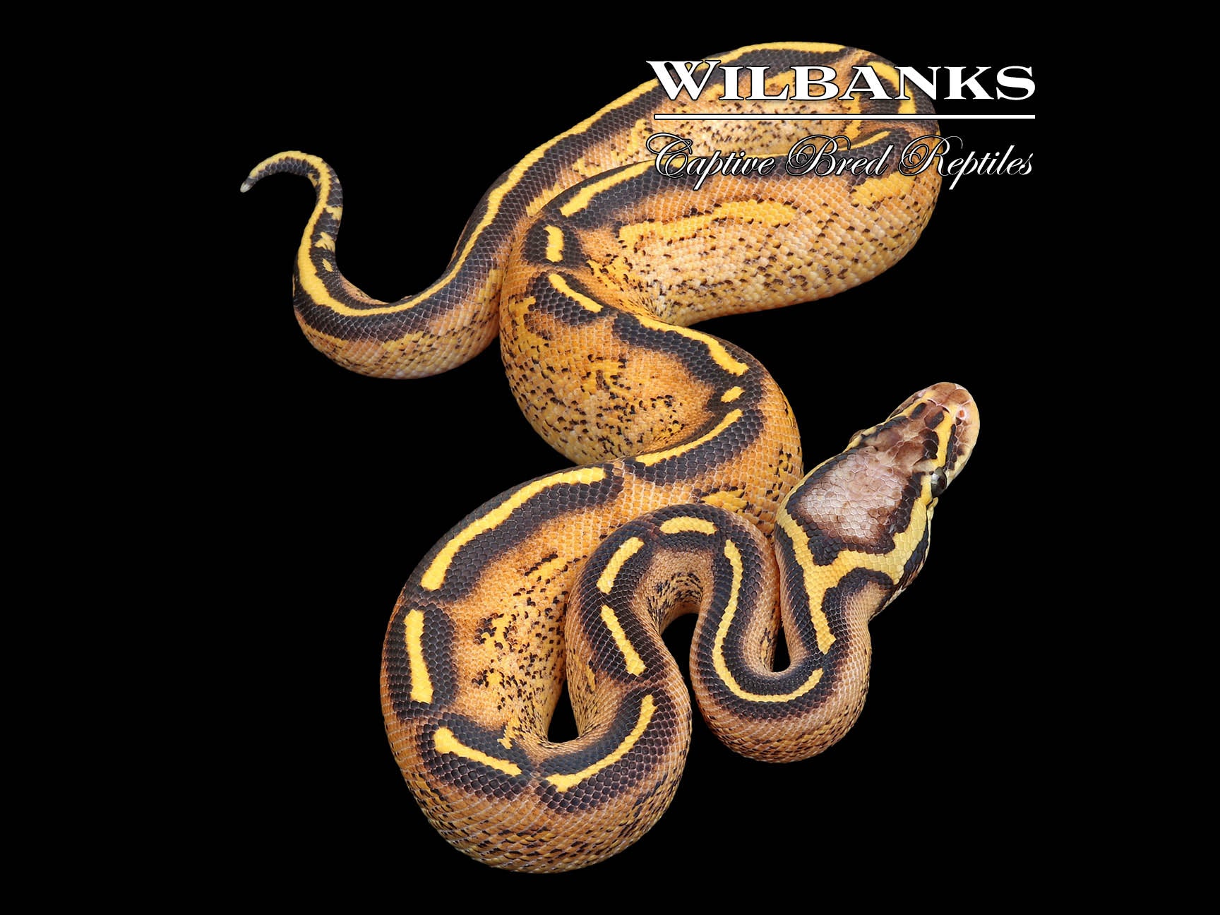 Pastel Freeway Ball Python ♂ '25 – Wilbanks Captive Bred Reptiles
