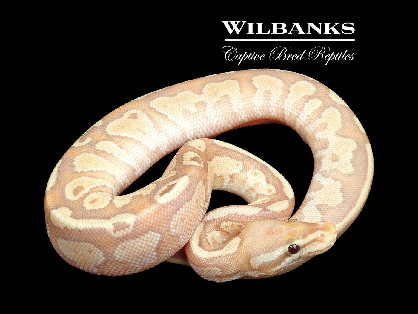 Banana Nuclear Ball Python ♂ '25 – Wilbanks Captive Bred Reptiles