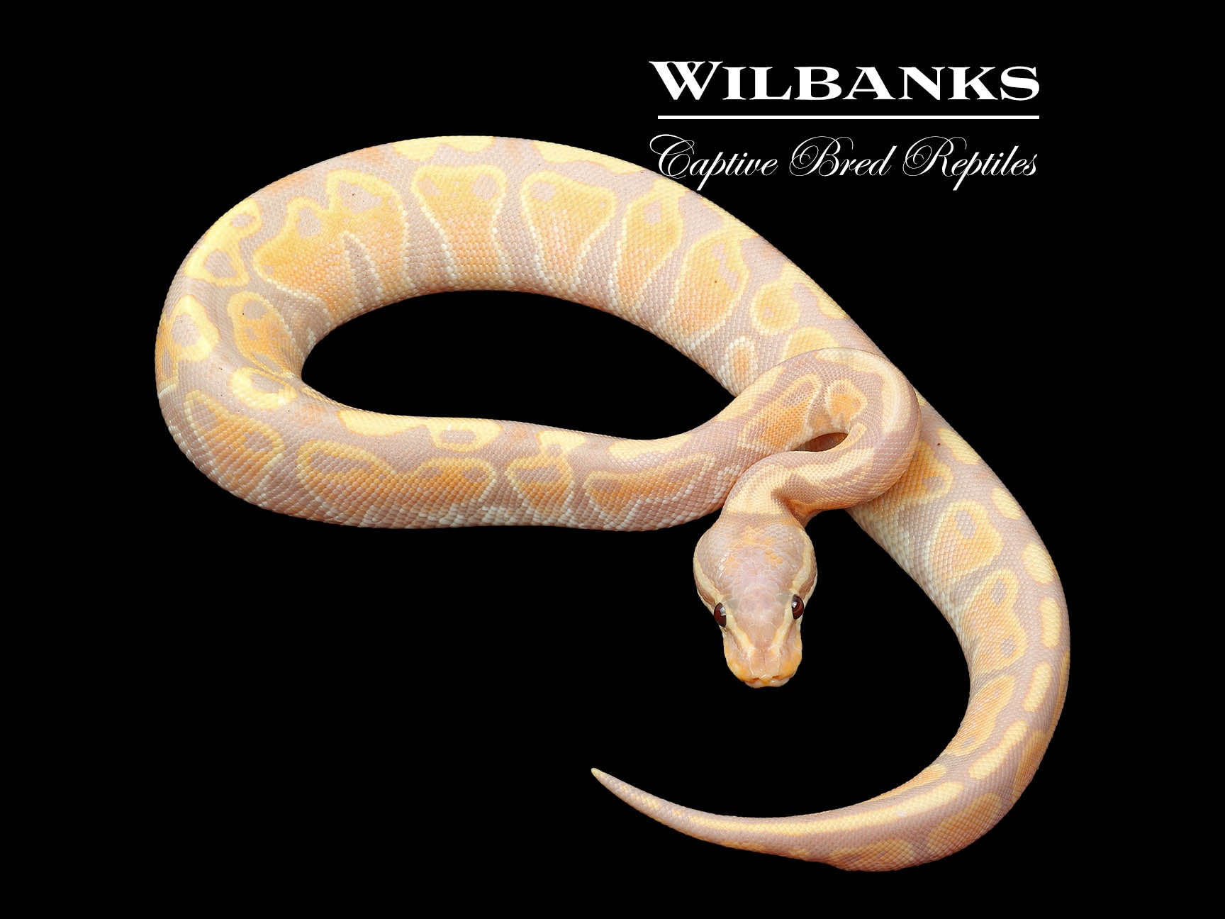 Banana Fire Ball Python ♀ '25 – Wilbanks Captive Bred Reptiles