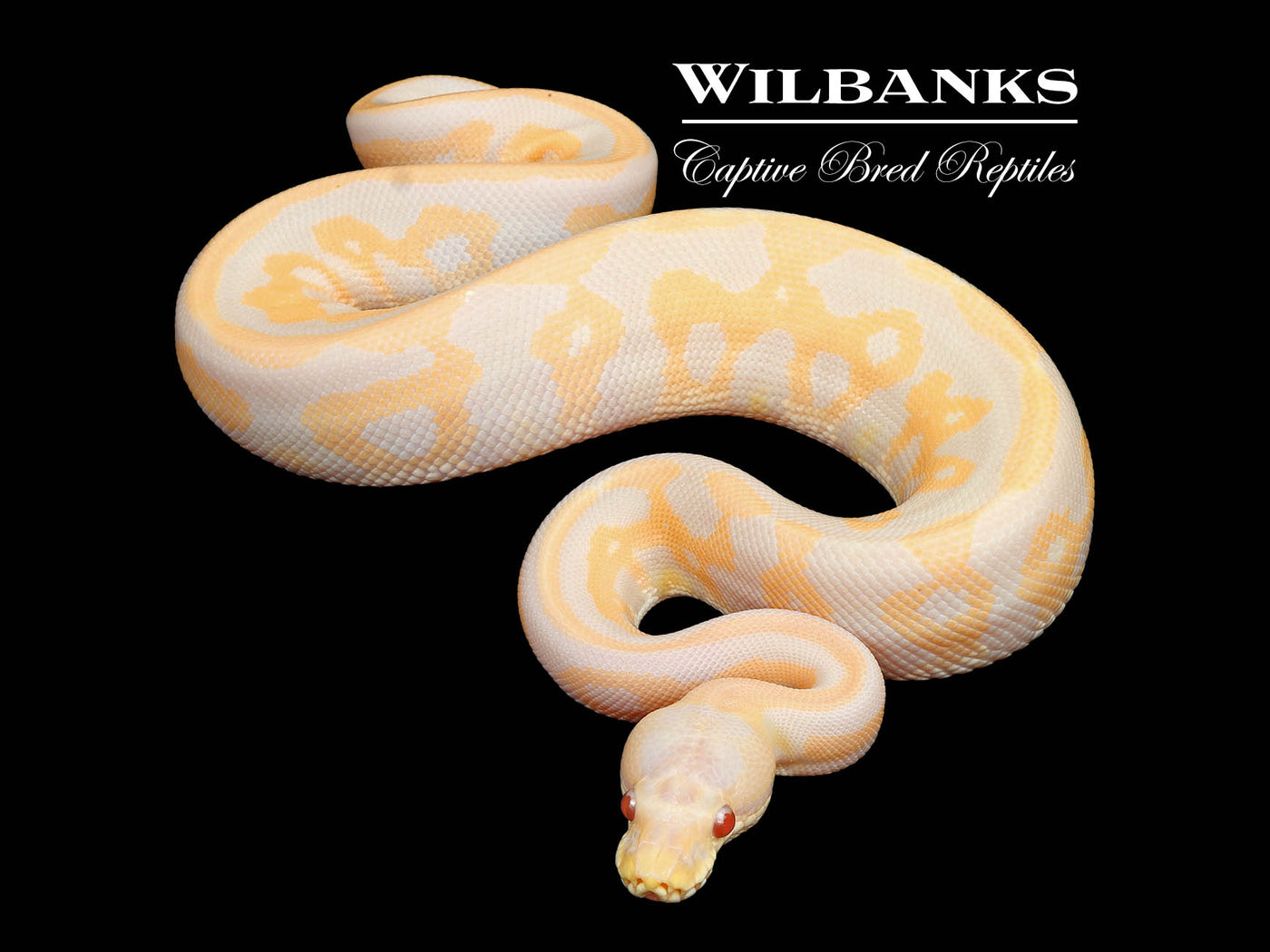 Albino Leopard Cinnamon Ball Python ♂ '25 – Wilbanks Captive Bred Reptiles